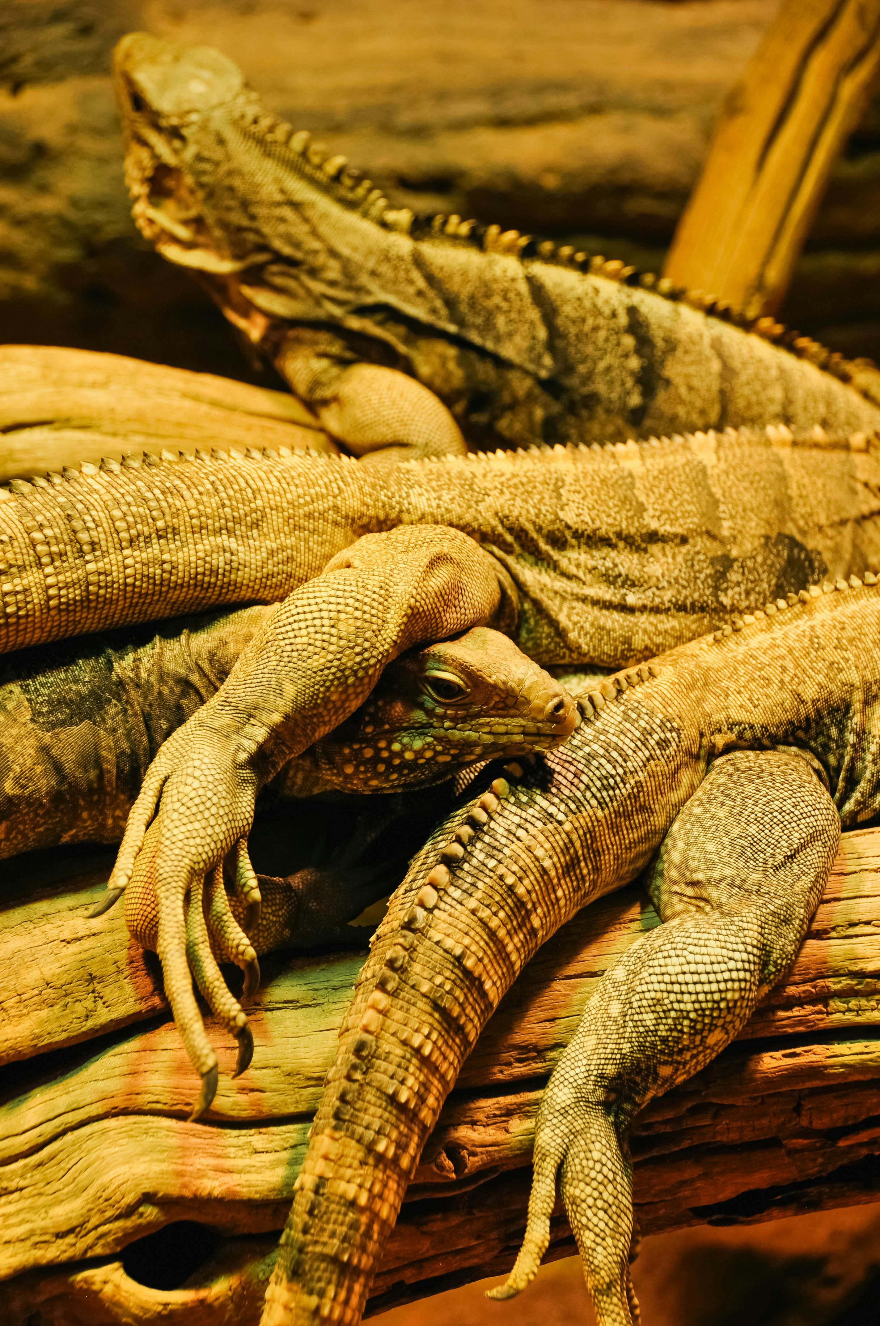 Free stock photo of animal pictures, animals, close, close up, dinosaur ...