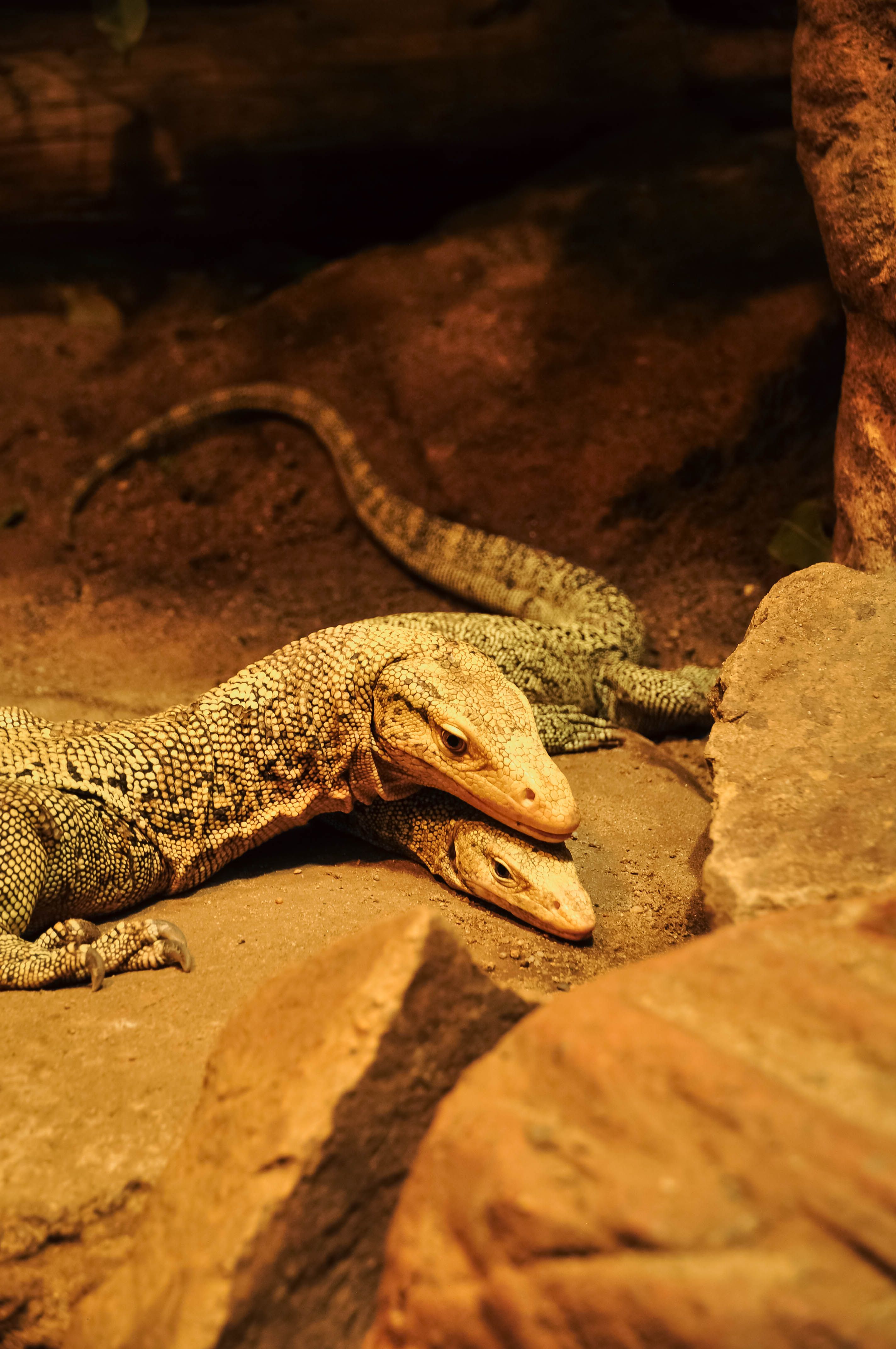 Quince Monitors Photos, Download The BEST Free Quince Monitors Stock ...