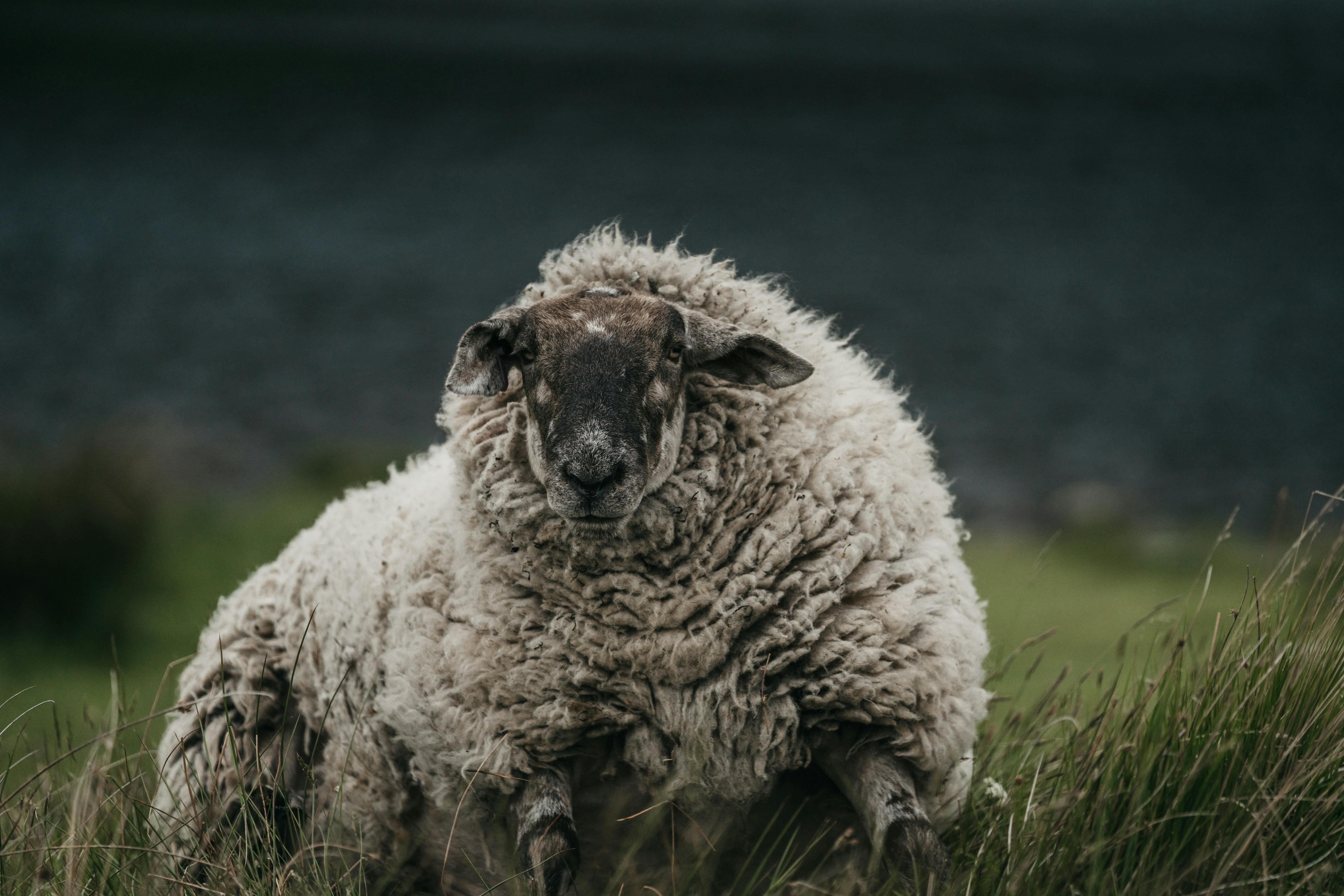 Foto stok gratis tentang adegan pedesaan, agrikultura, alam, berbulu ...