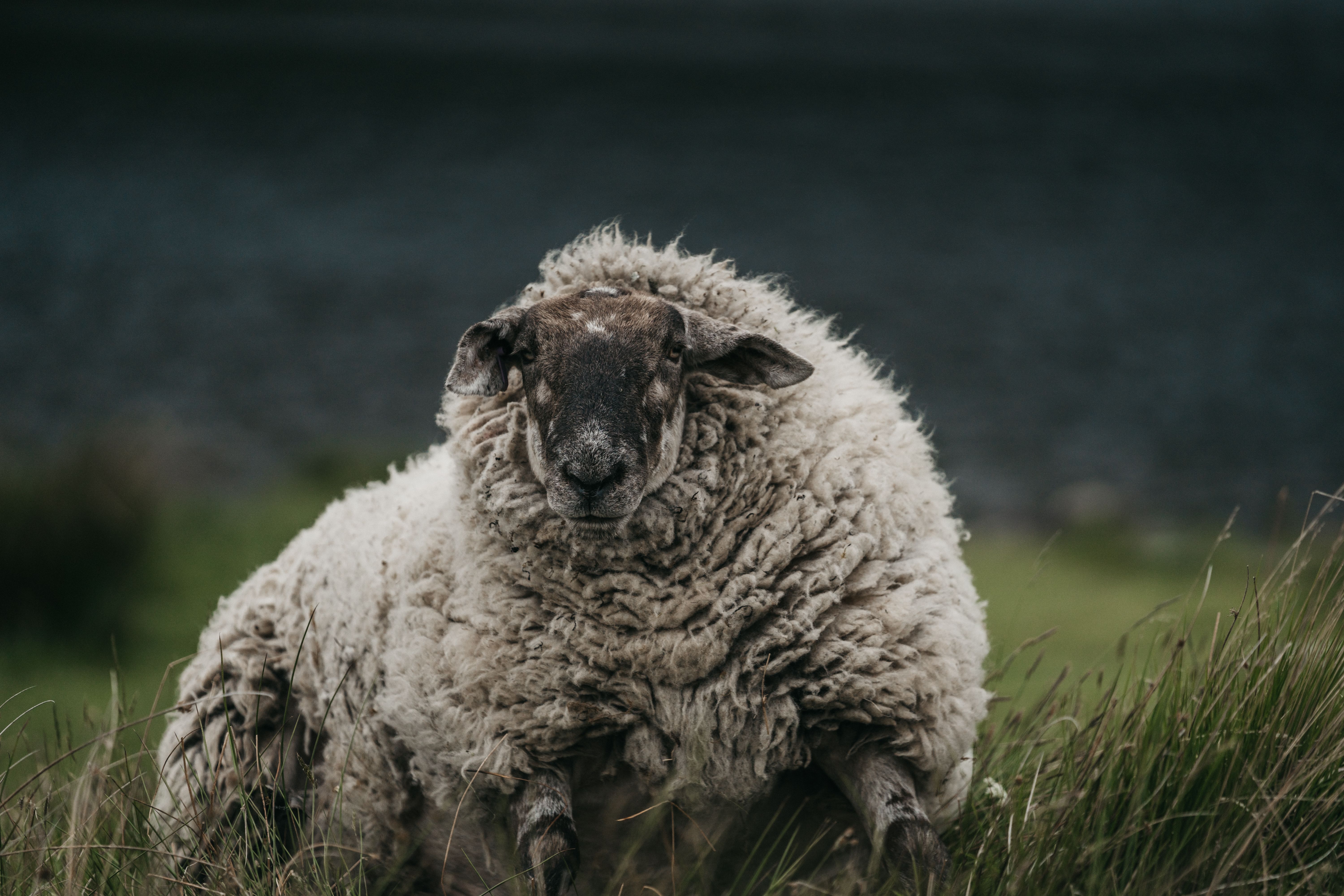 Sheep In Pasture Free Stock Photo
