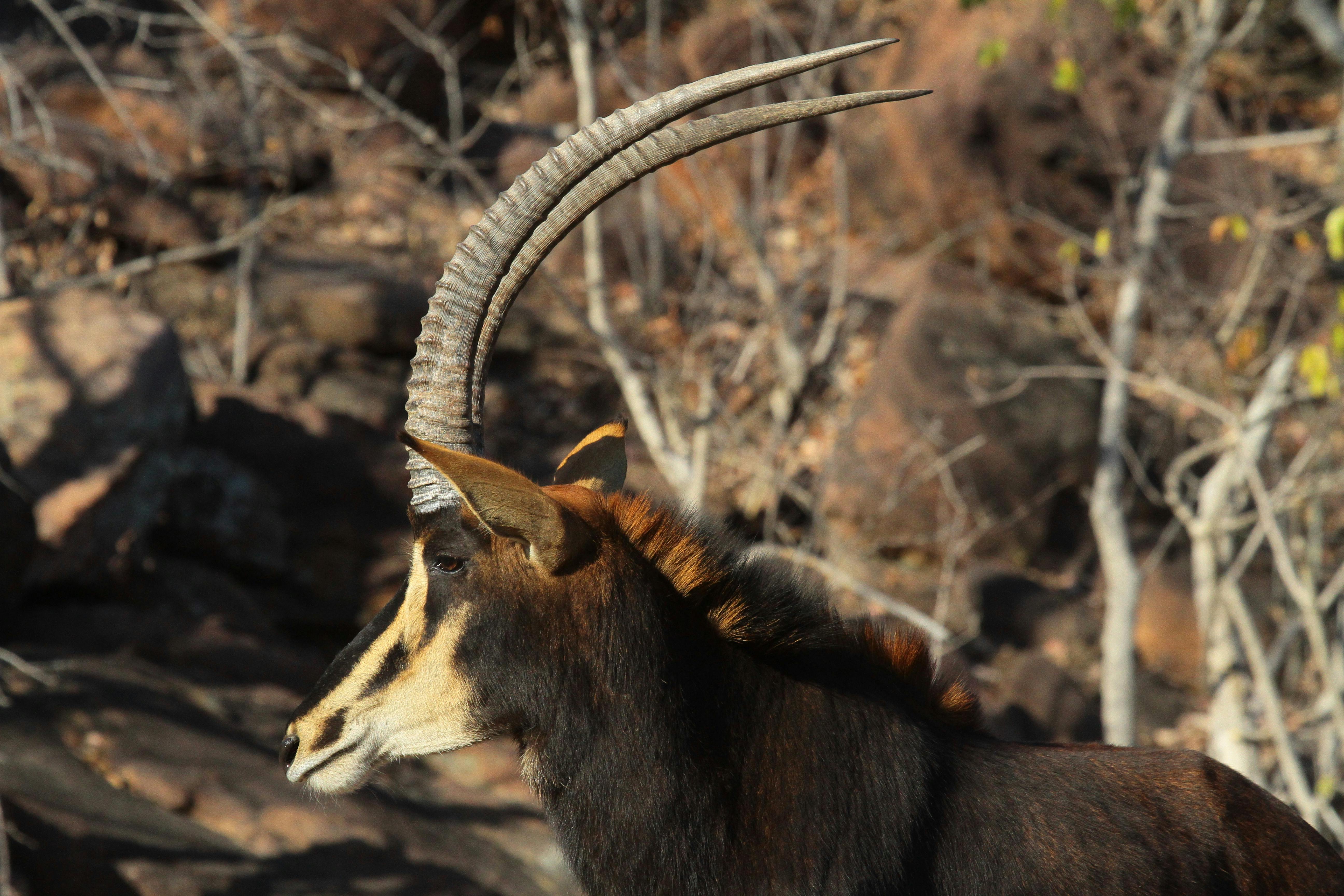 A Side View of an Antelope · Free Stock Photo