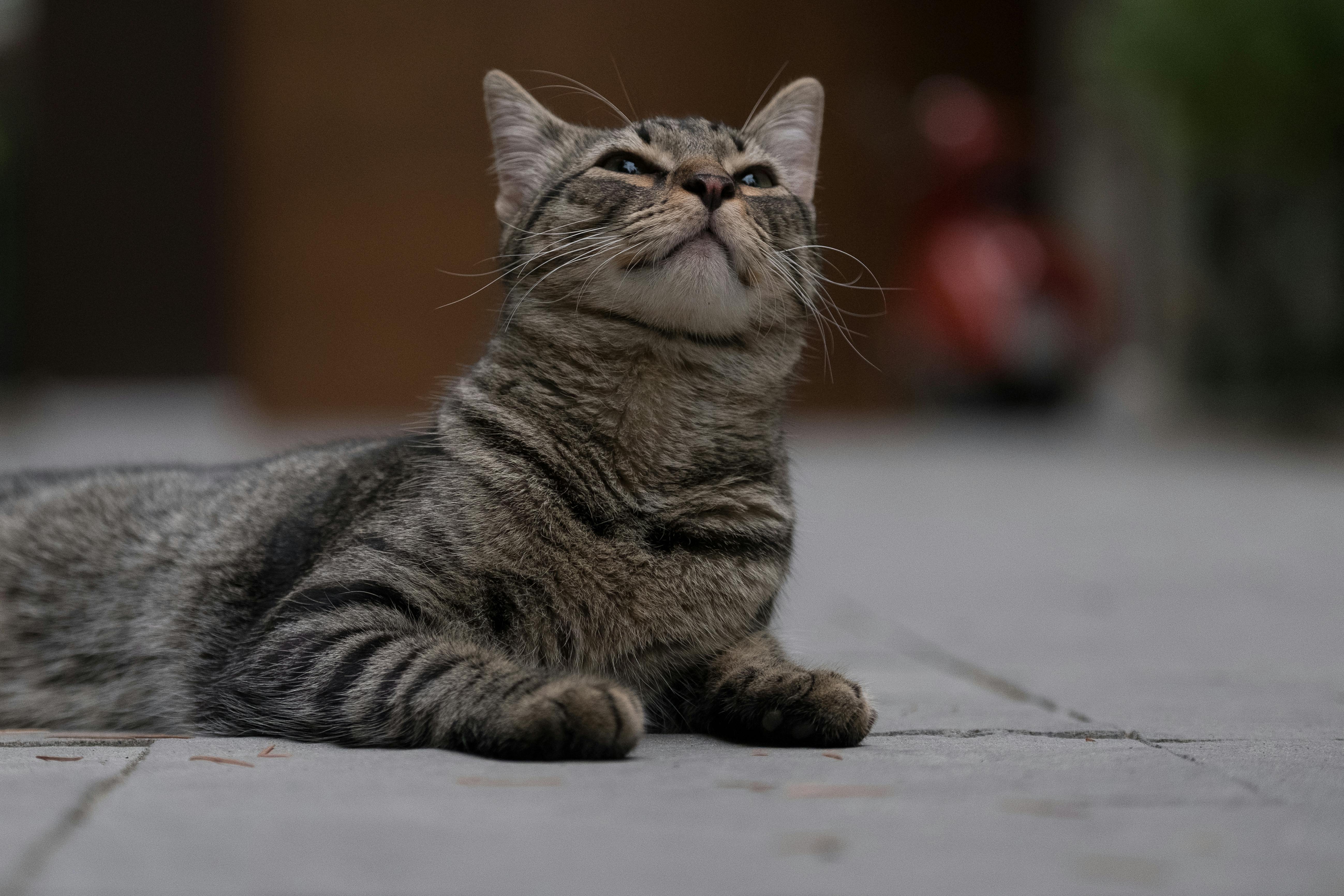 Sniff The Wind Photos, Download The BEST Free Sniff The Wind Stock ...