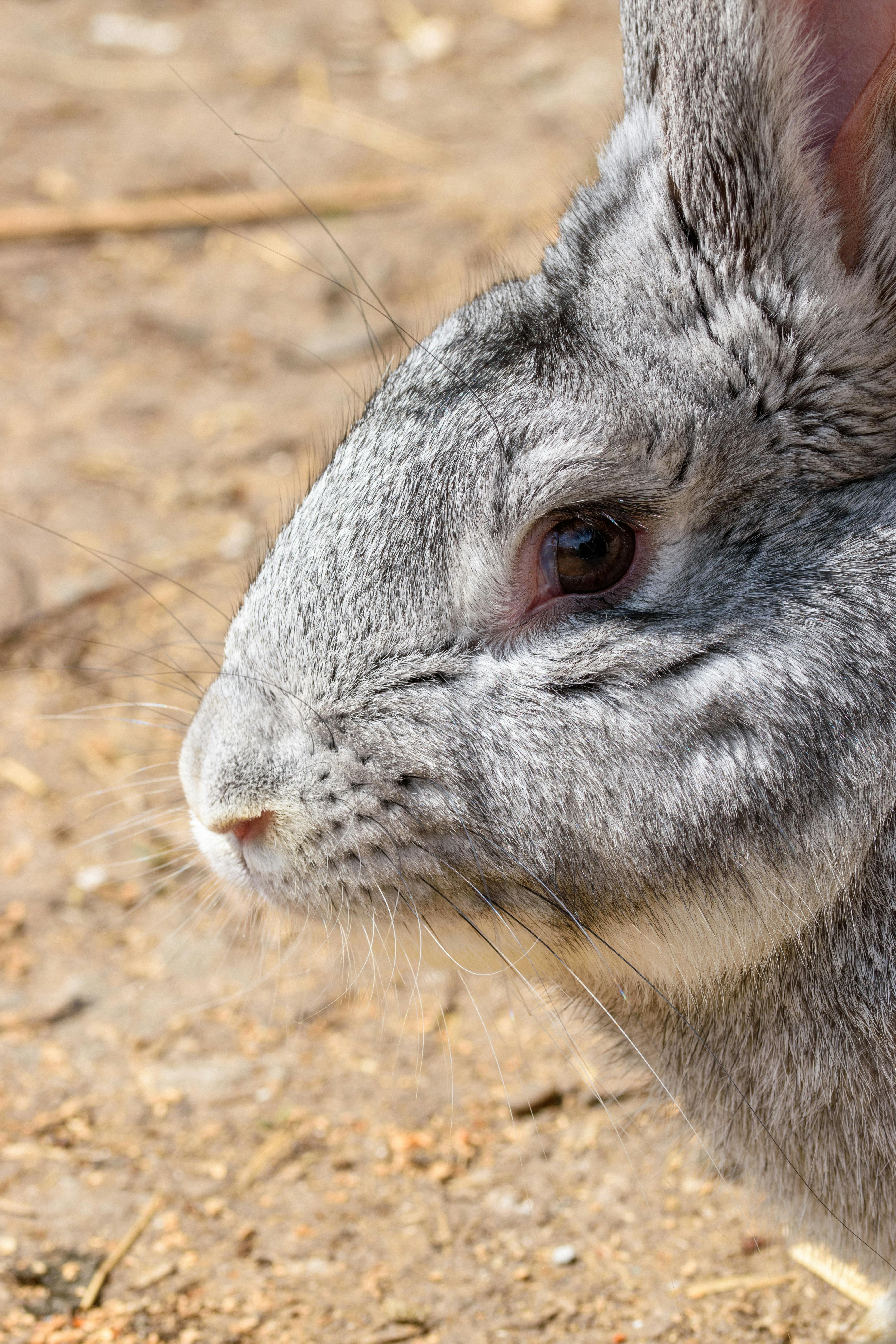 Selective Focus Photography of White Rabbit · Free Stock Photo