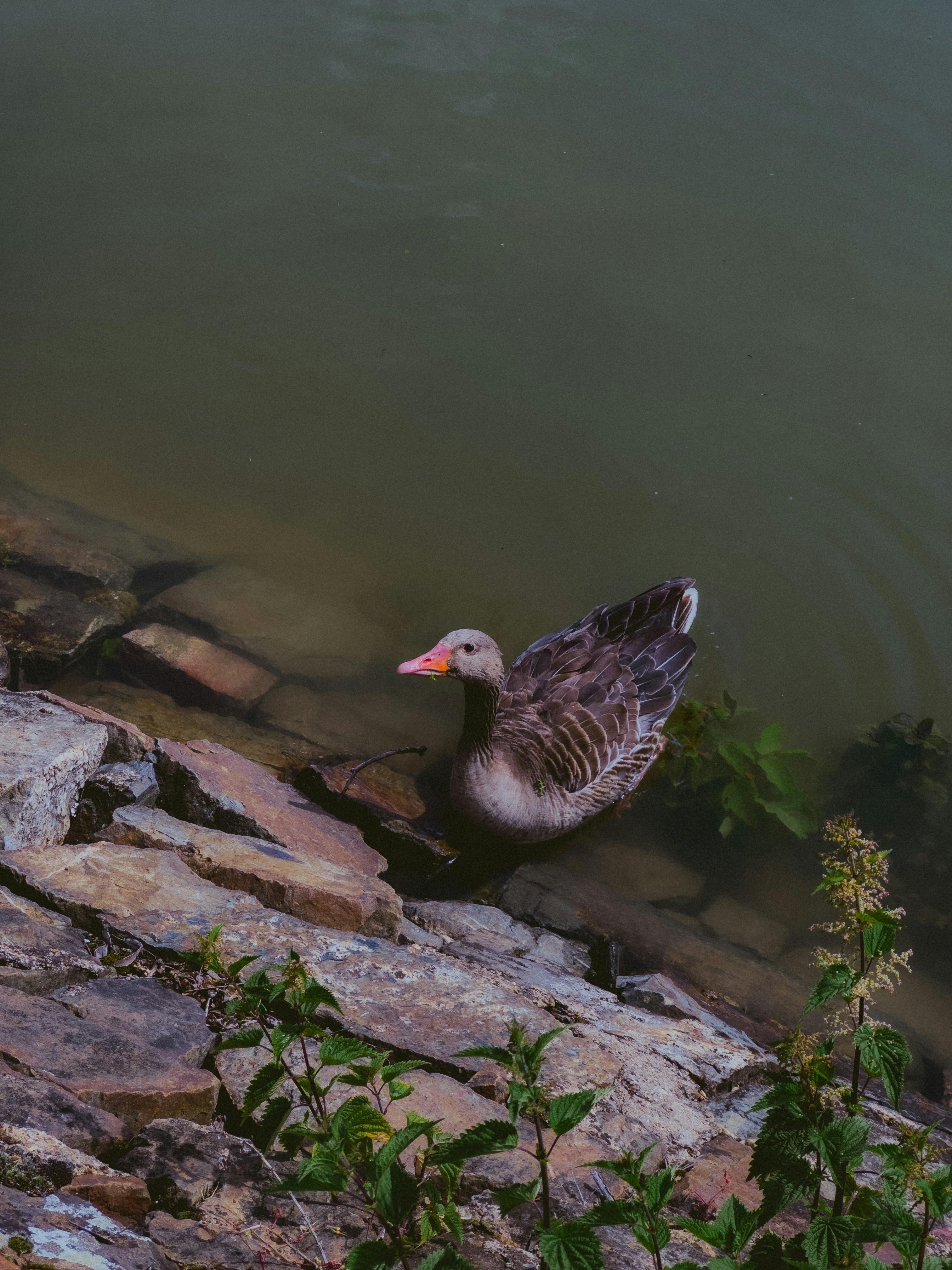 Duck in the water · Free Stock Photo