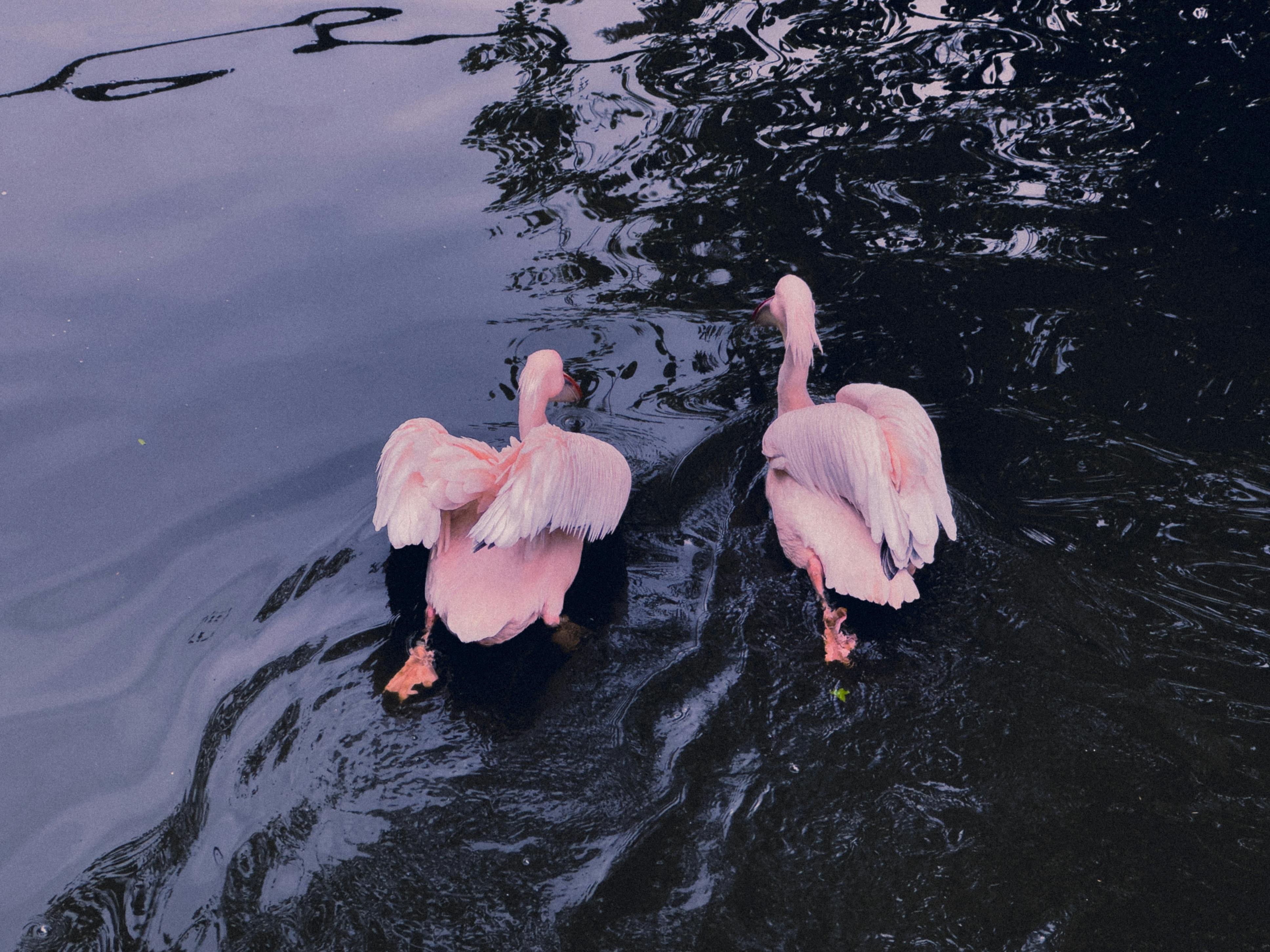 Flamingos Swimming in a Lake · Free Stock Photo