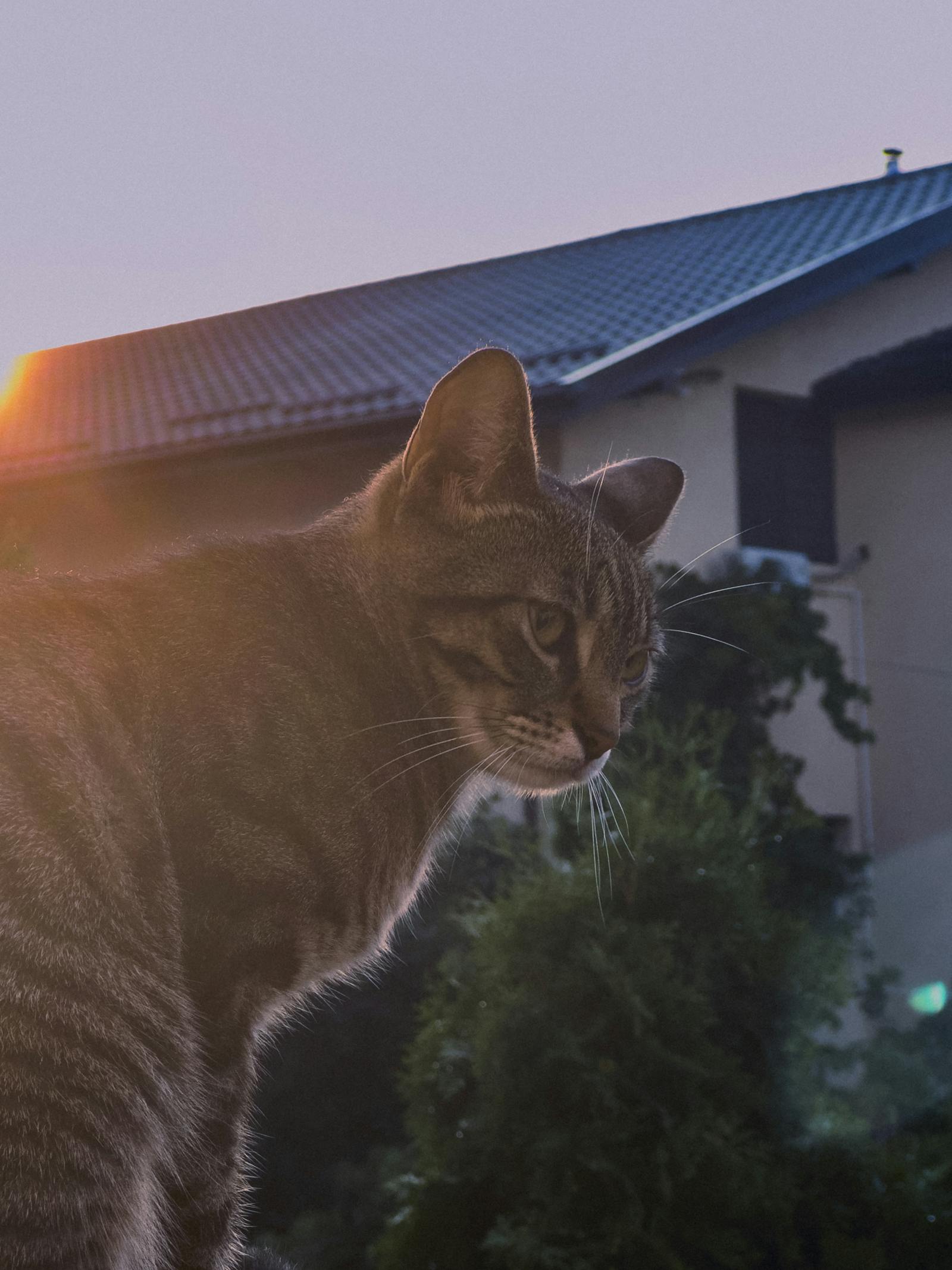 Cat In Sunset Photos, Download The BEST Free Cat In Sunset Stock Photos ...