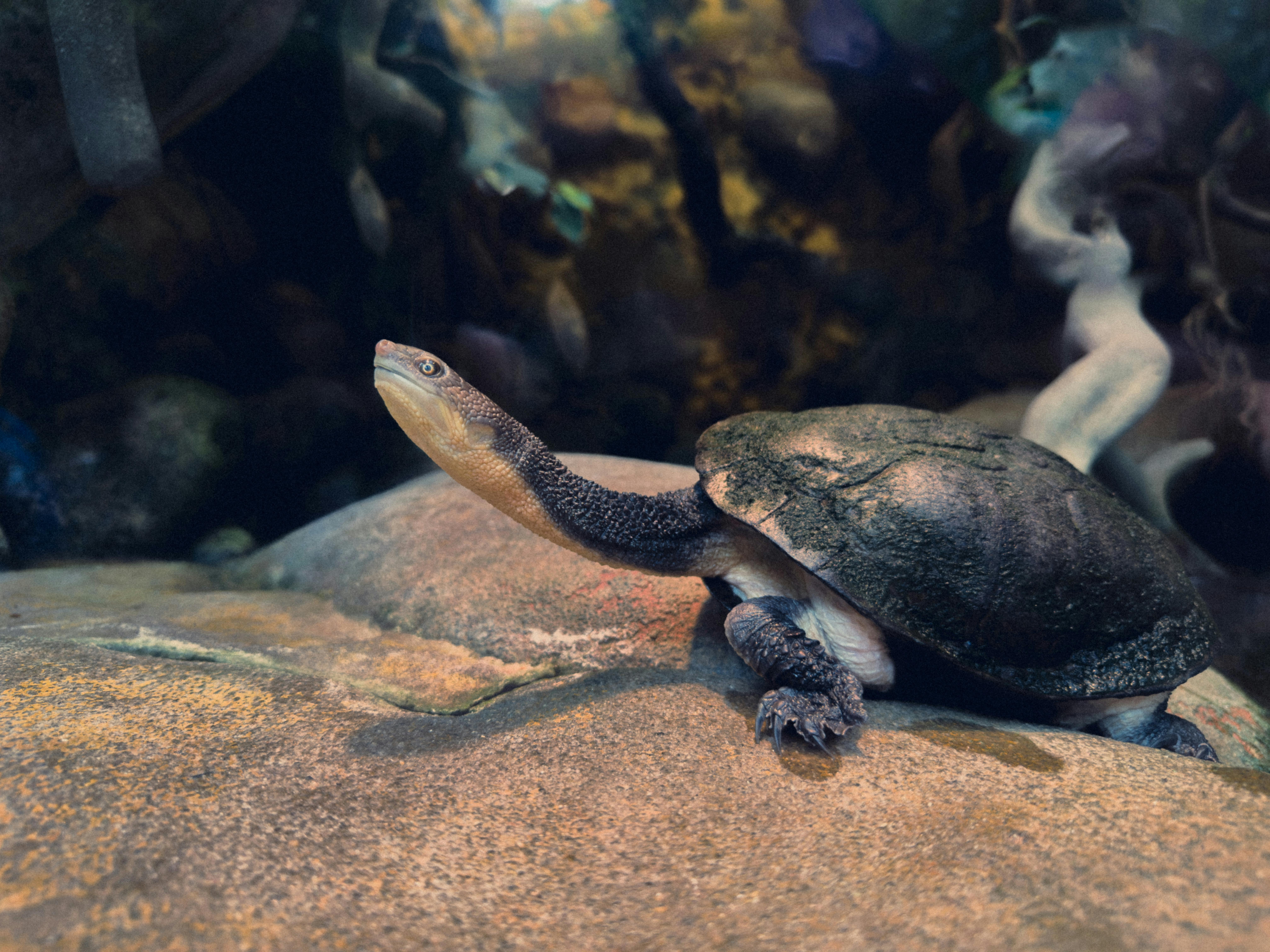 Tortoise on Rock · Free Stock Photo