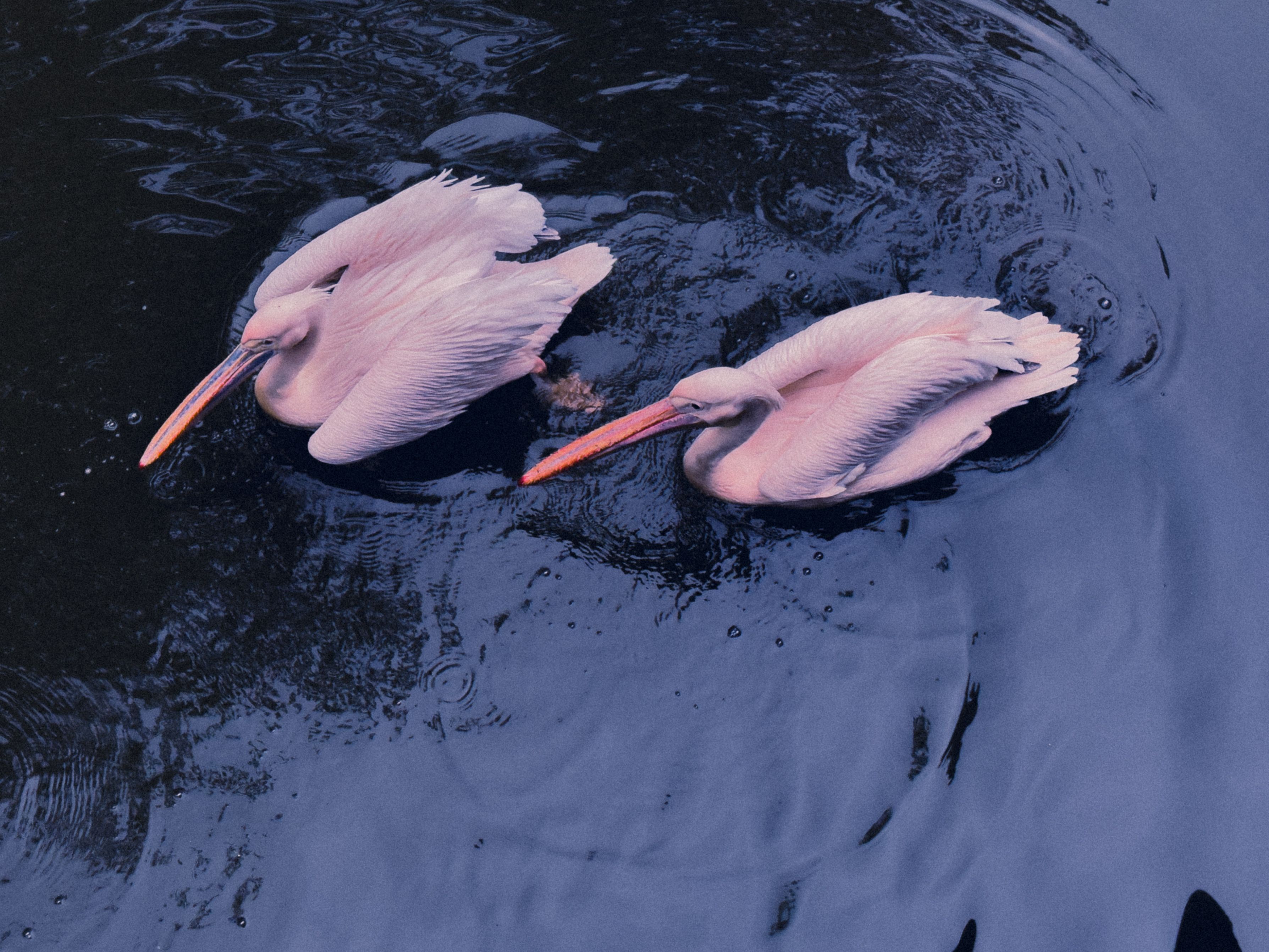 Flamingo Fishing Photos, Download The BEST Free Flamingo Fishing Stock ...