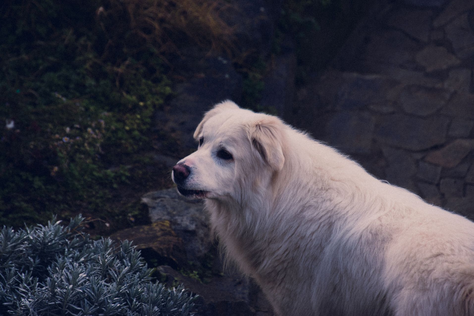 Maremma vs Great Pyrenees: Which Breed Reigns Supreme?
