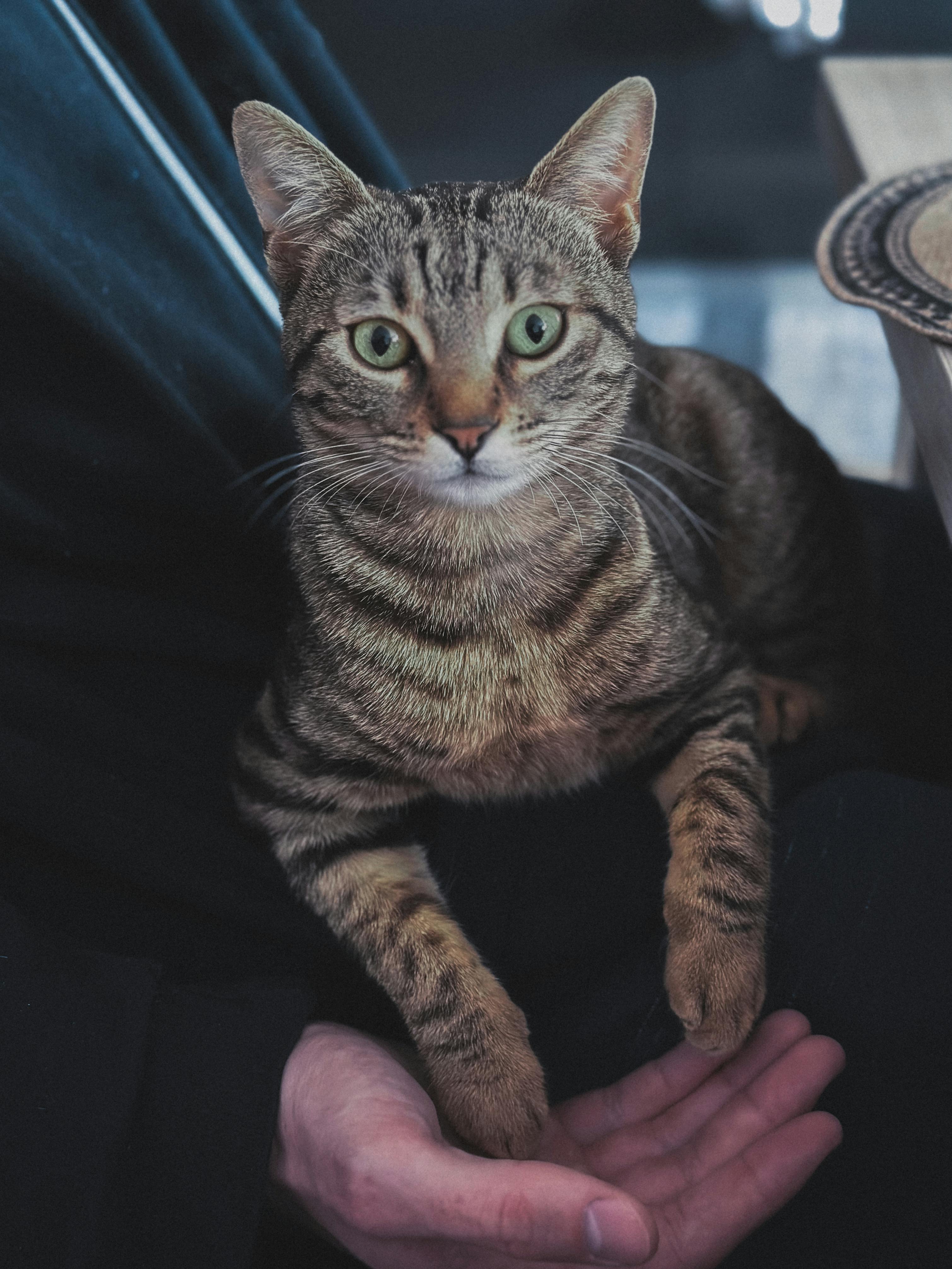 Hand Holding Cat · Free Stock Photo