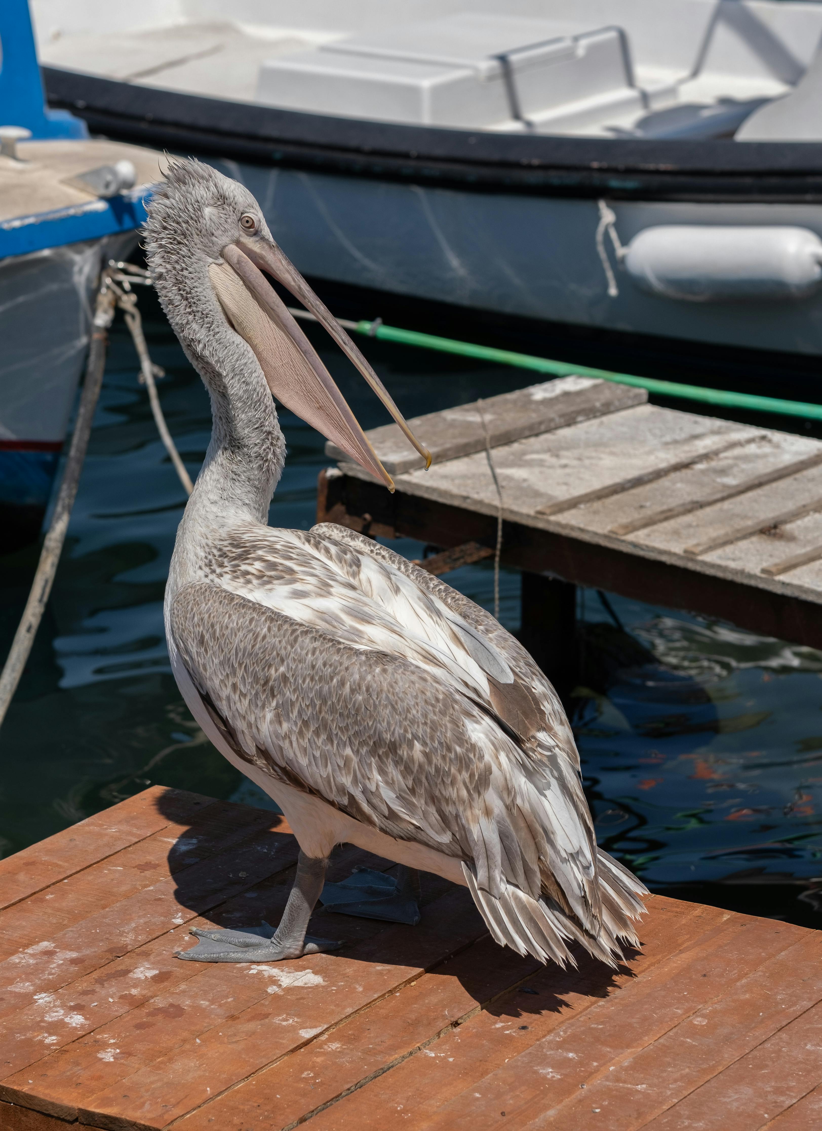 Gray Pelican Standing on the Small Pier in the Marina · Free Stock Photo