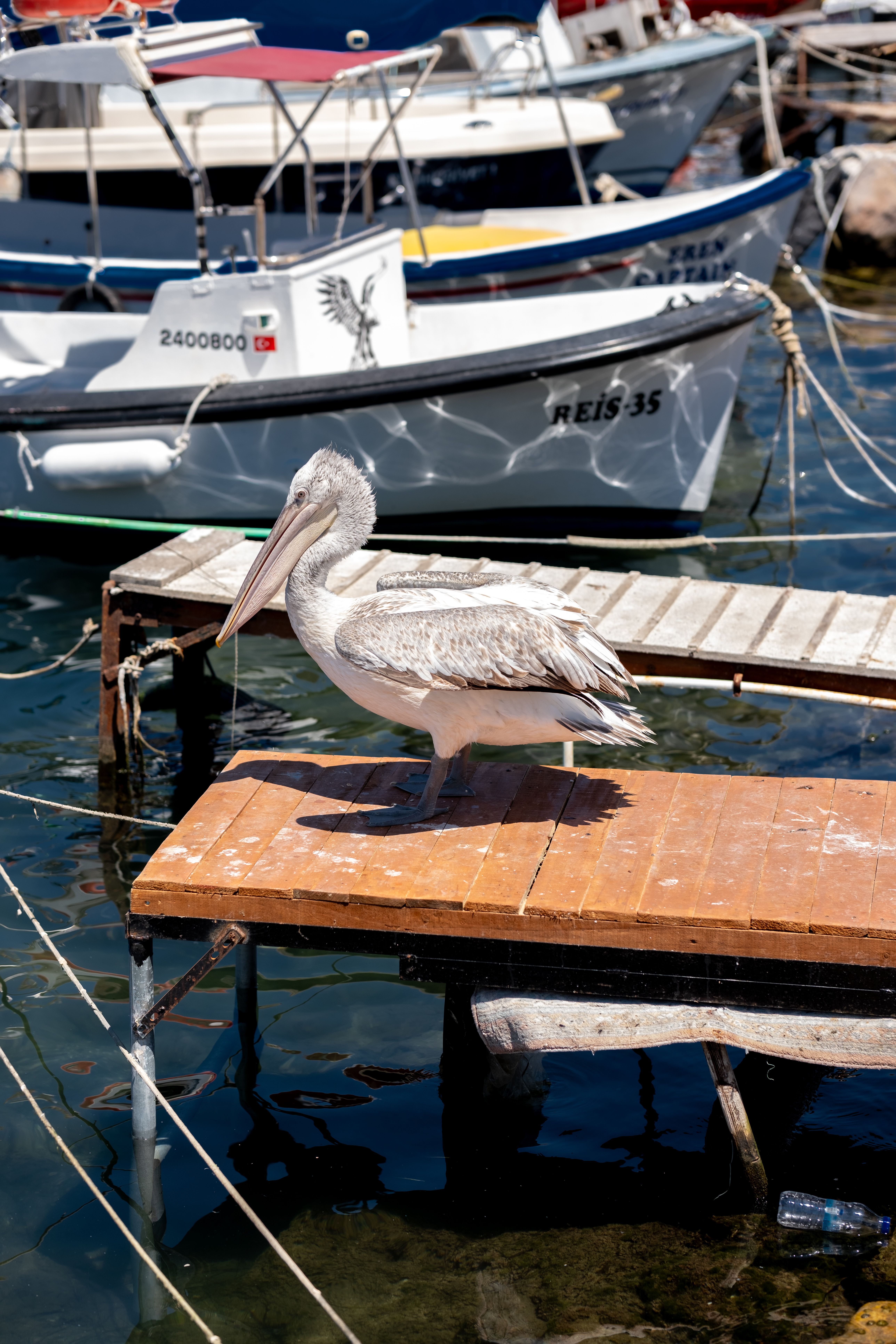 Pelican on Pier · Free Stock Photo