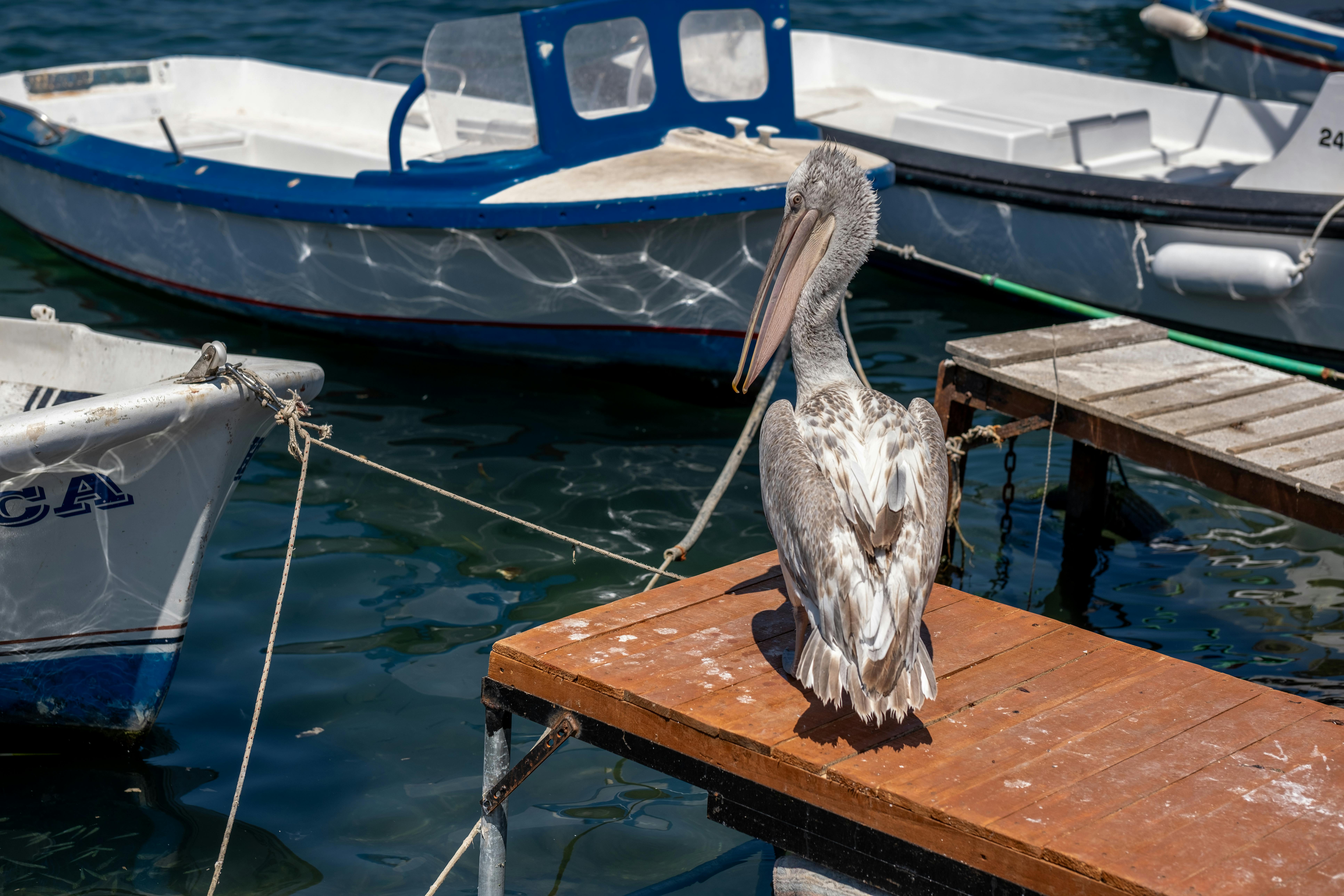Gray Pelican on a Pier in the Marina · Free Stock Photo