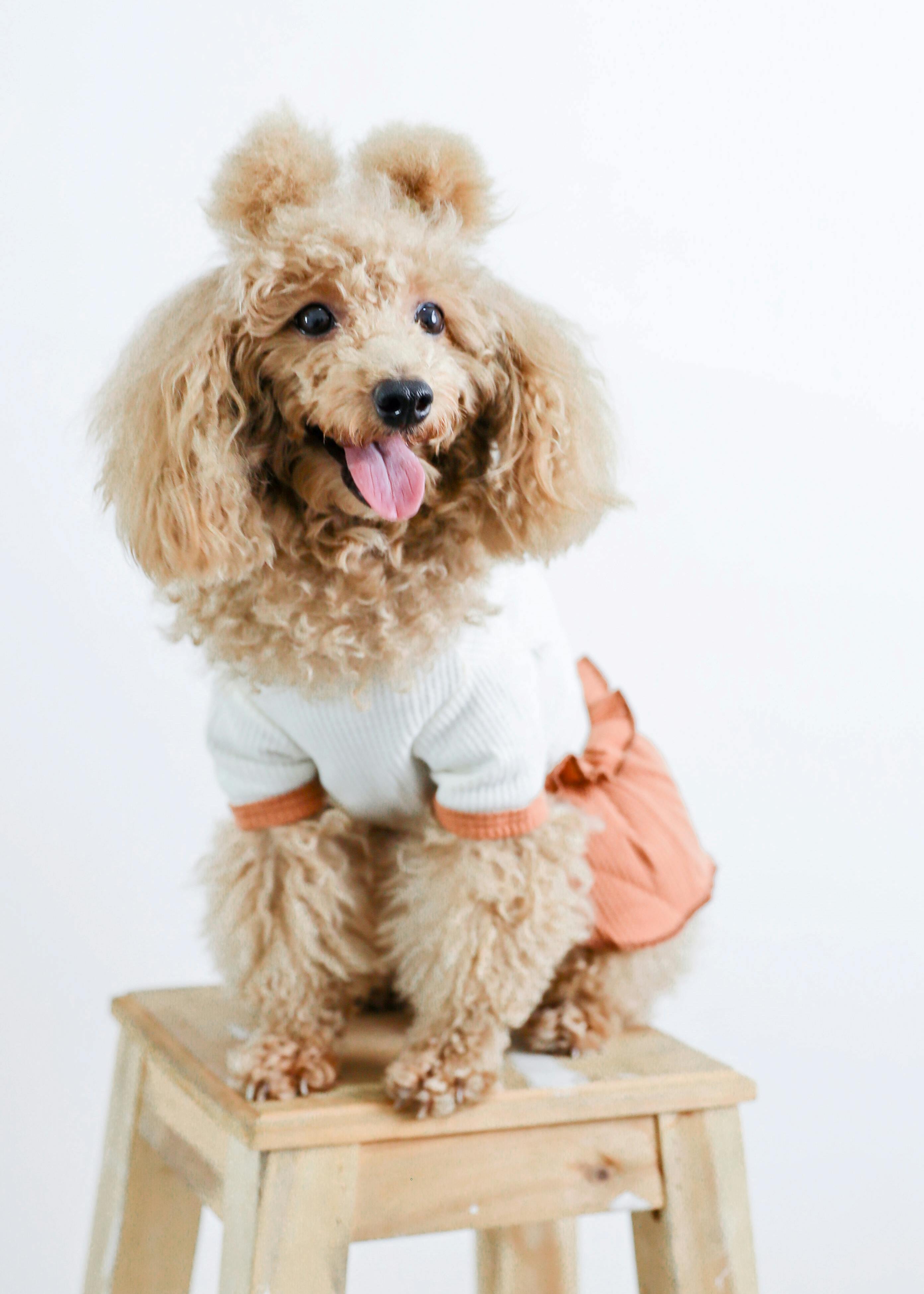 Panting Poodle in a Dress on a Stool · Free Stock Photo