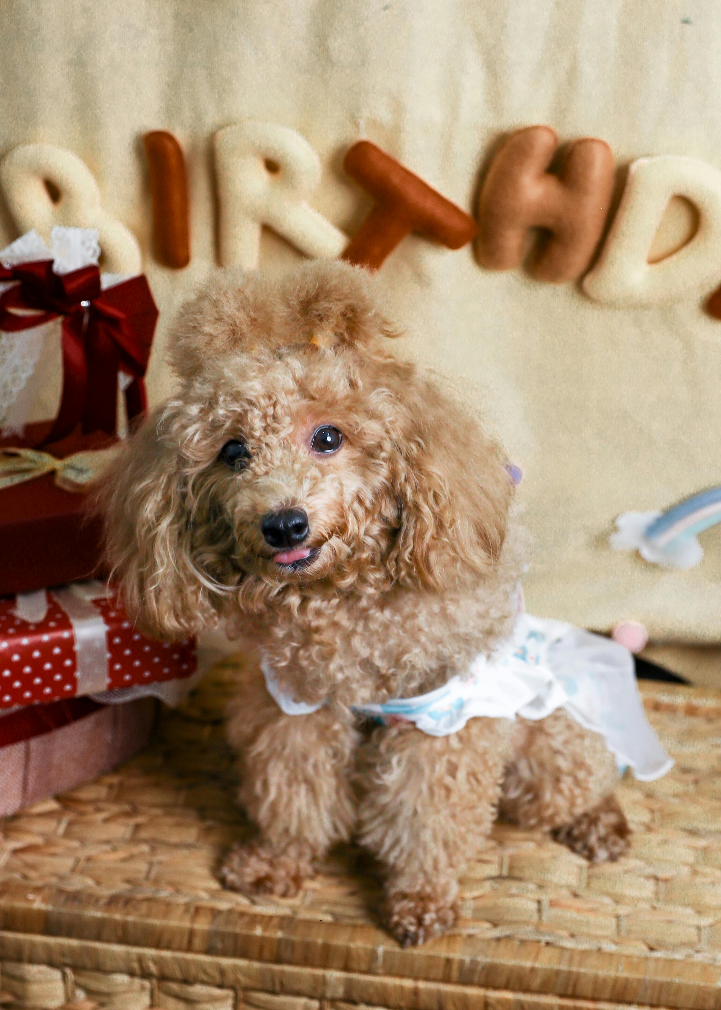 Poodle Wallpaper Photos, Download The BEST Free Poodle Wallpaper Stock ...