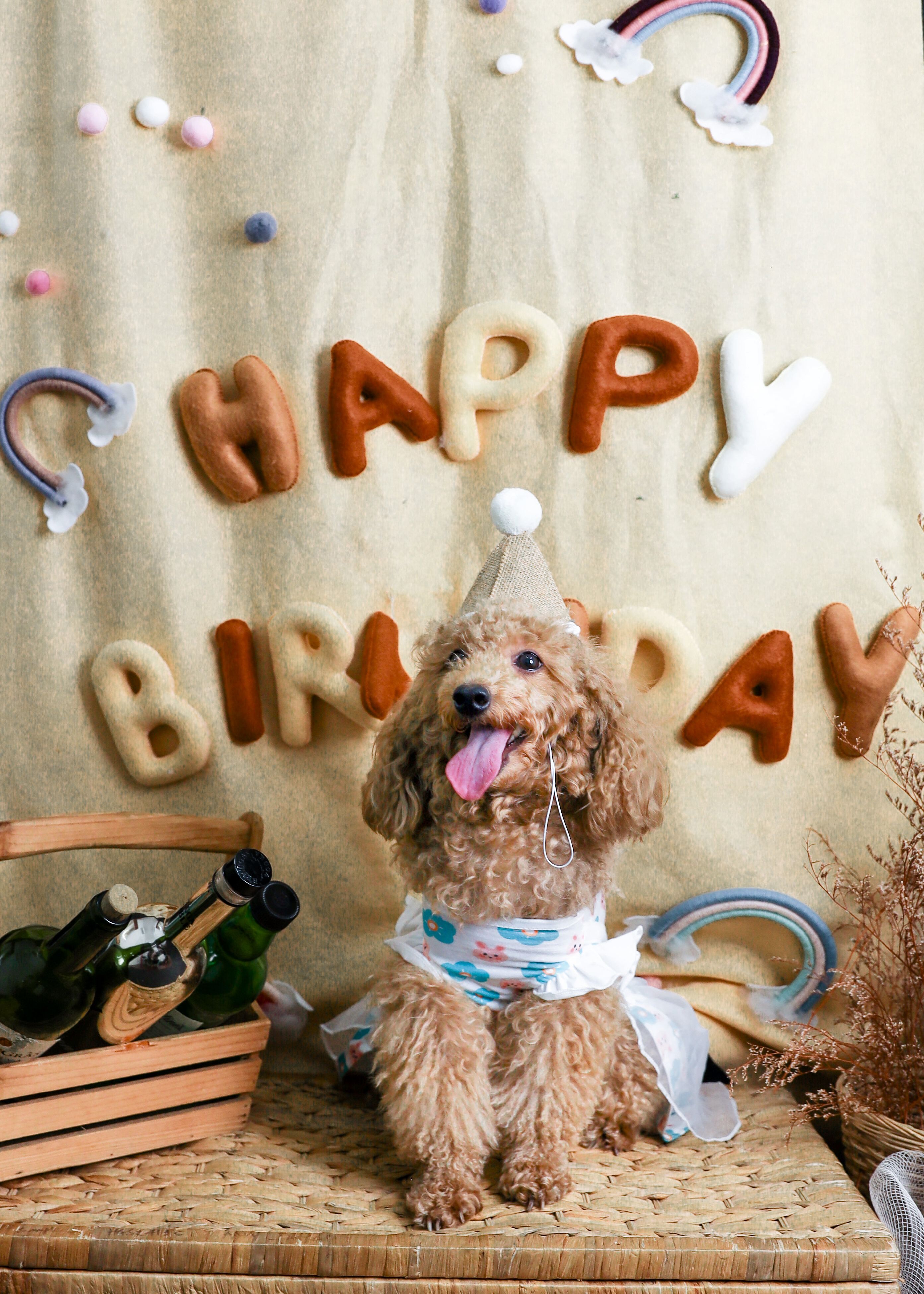 Birthday Party for Poodle · Free Stock Photo