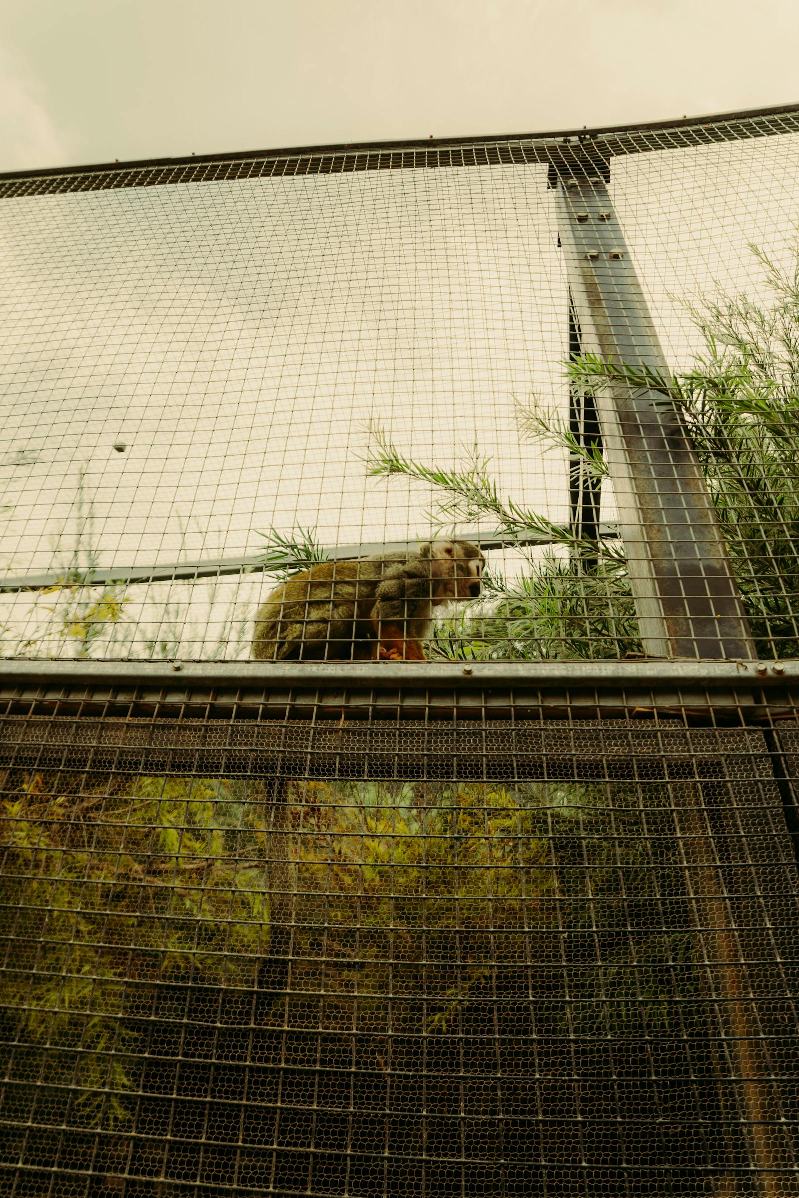 Monkey With Telescope Photos, Download The BEST Free Monkey With ...