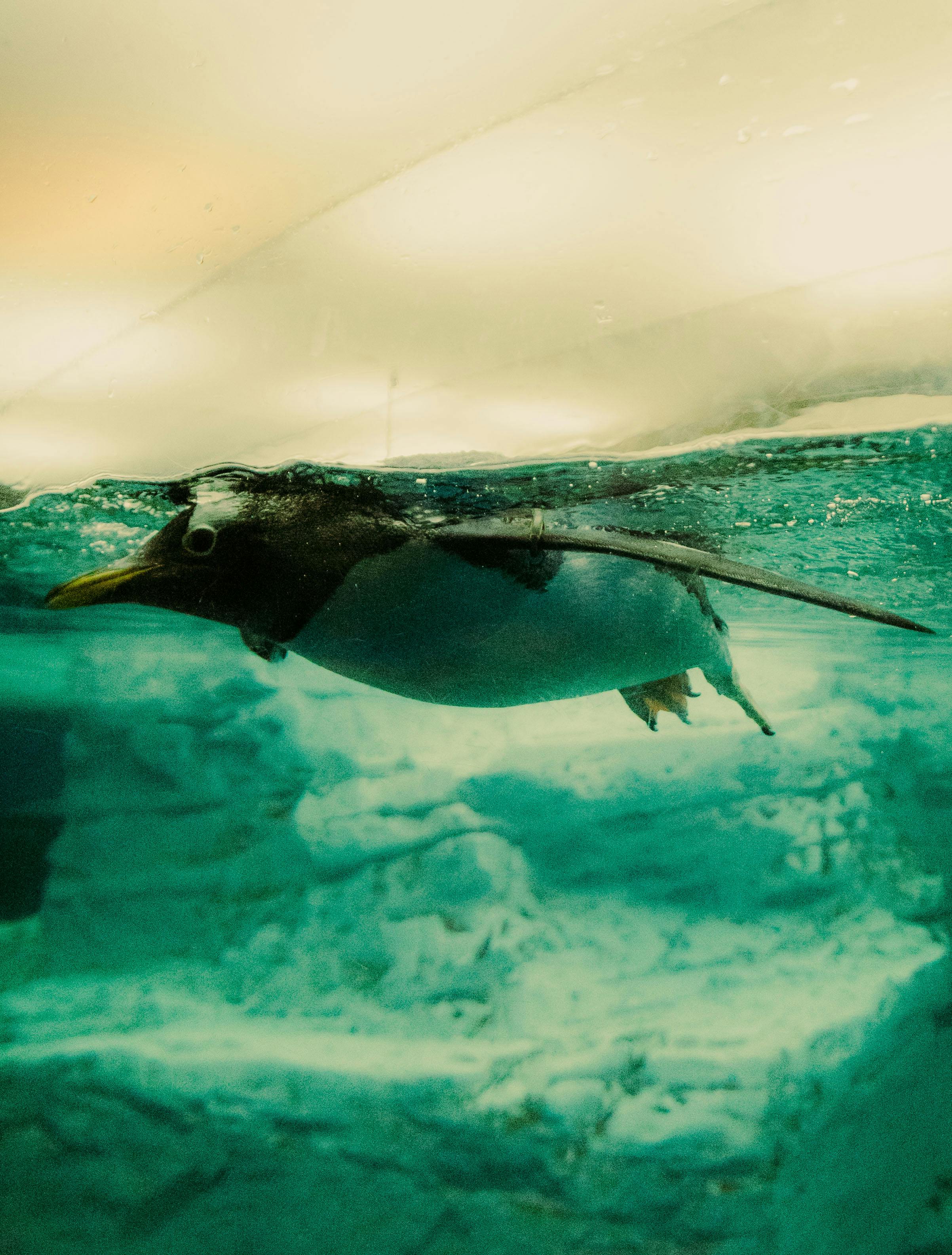 Underwater Photo of a Gentoo Penguin Swimming Under Ice · Free Stock Photo
