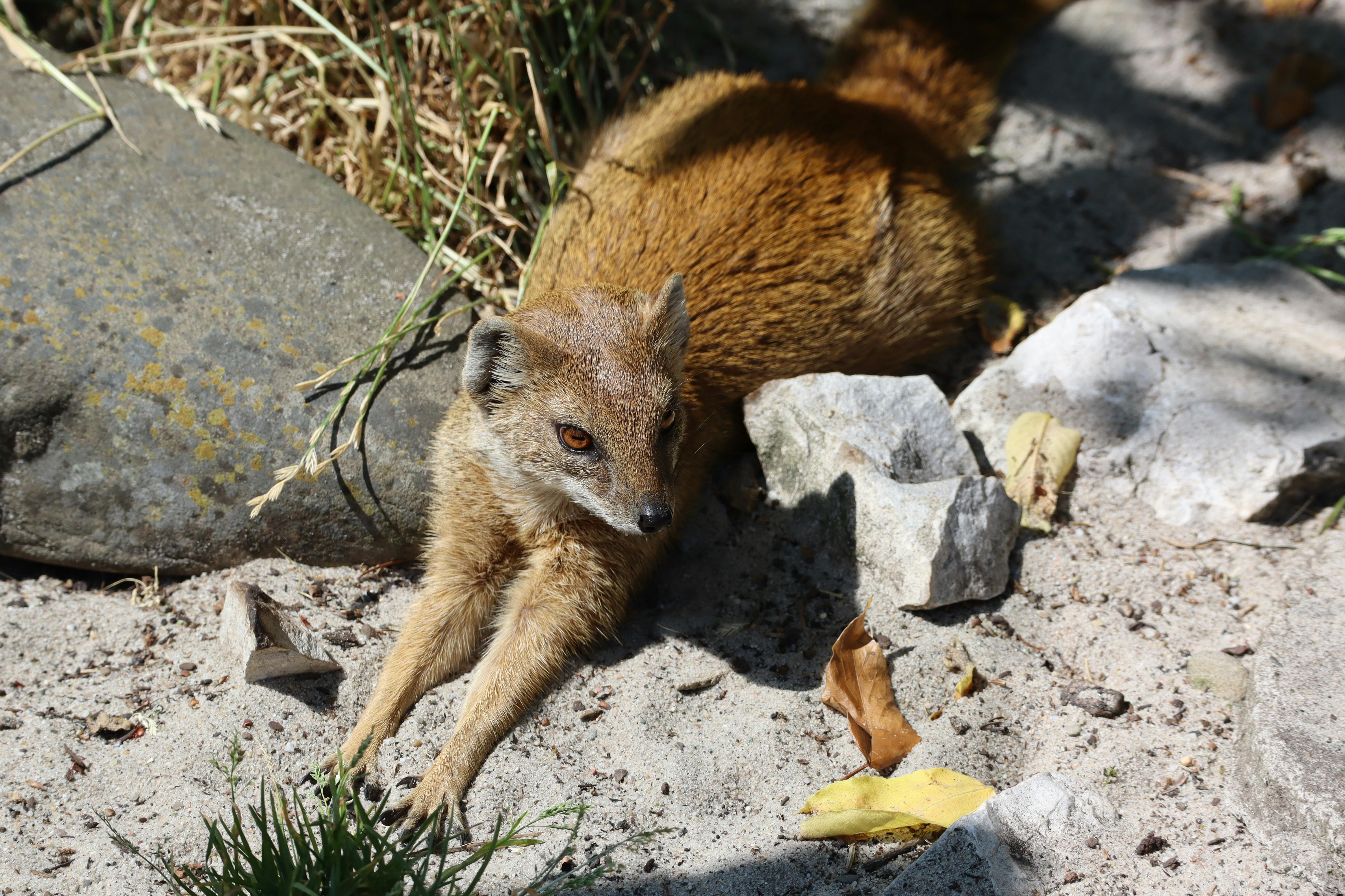 Feral Photos, Download The BEST Free Feral Stock Photos & HD Images