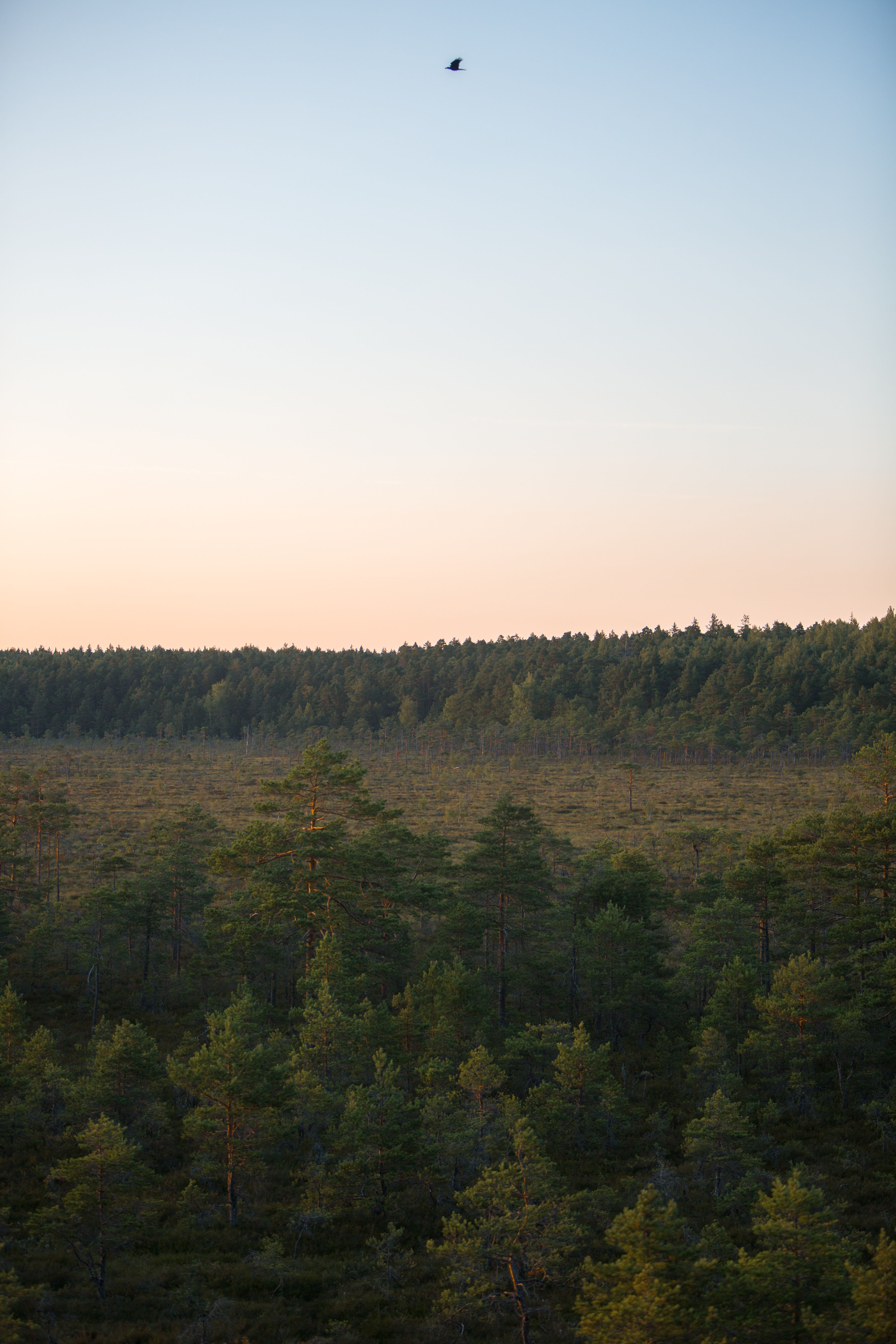 Bog Wood Photos, Download The BEST Free Bog Wood Stock Photos & HD Images