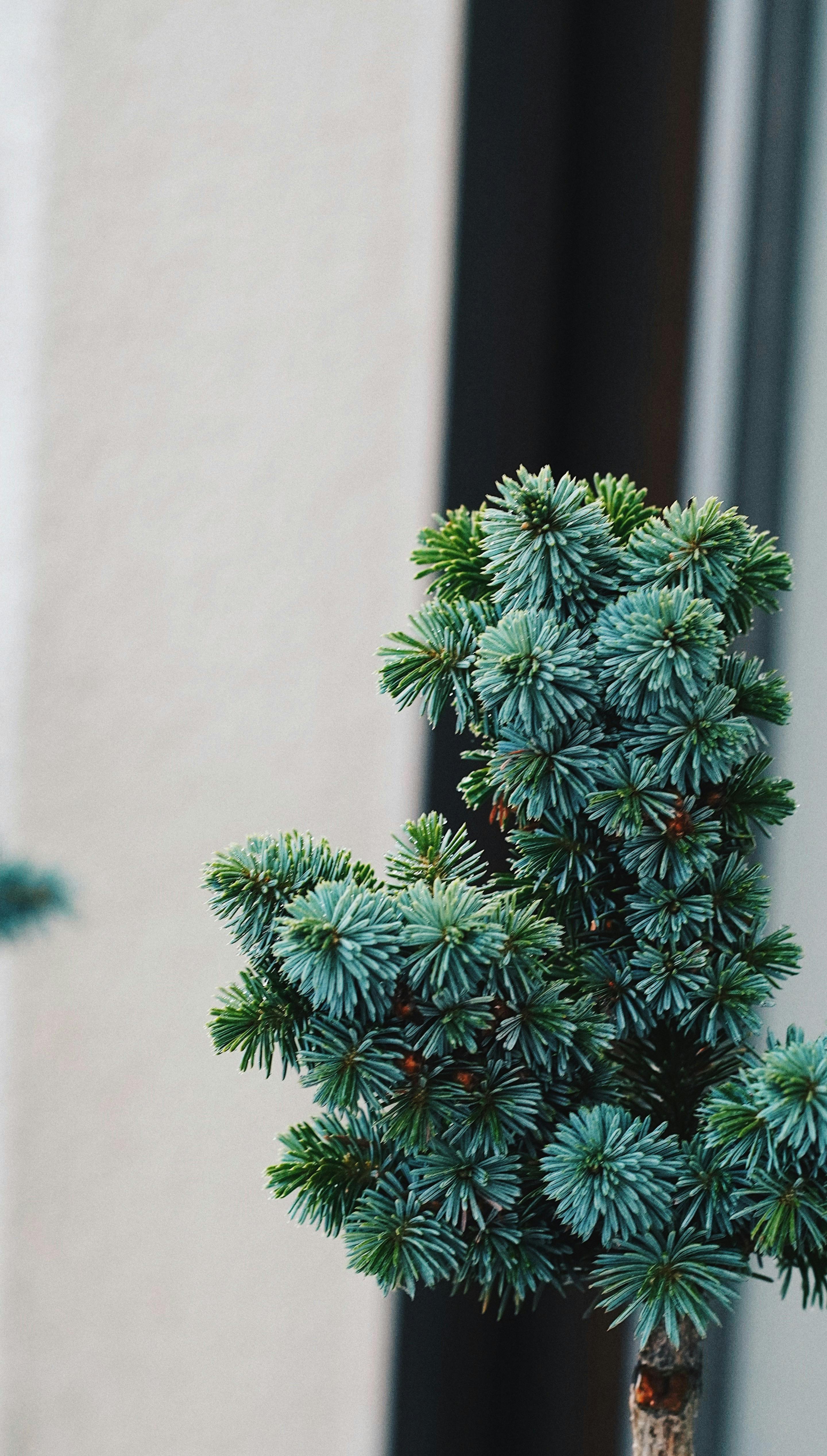 Evergreen Tree in Nature · Free Stock Photo