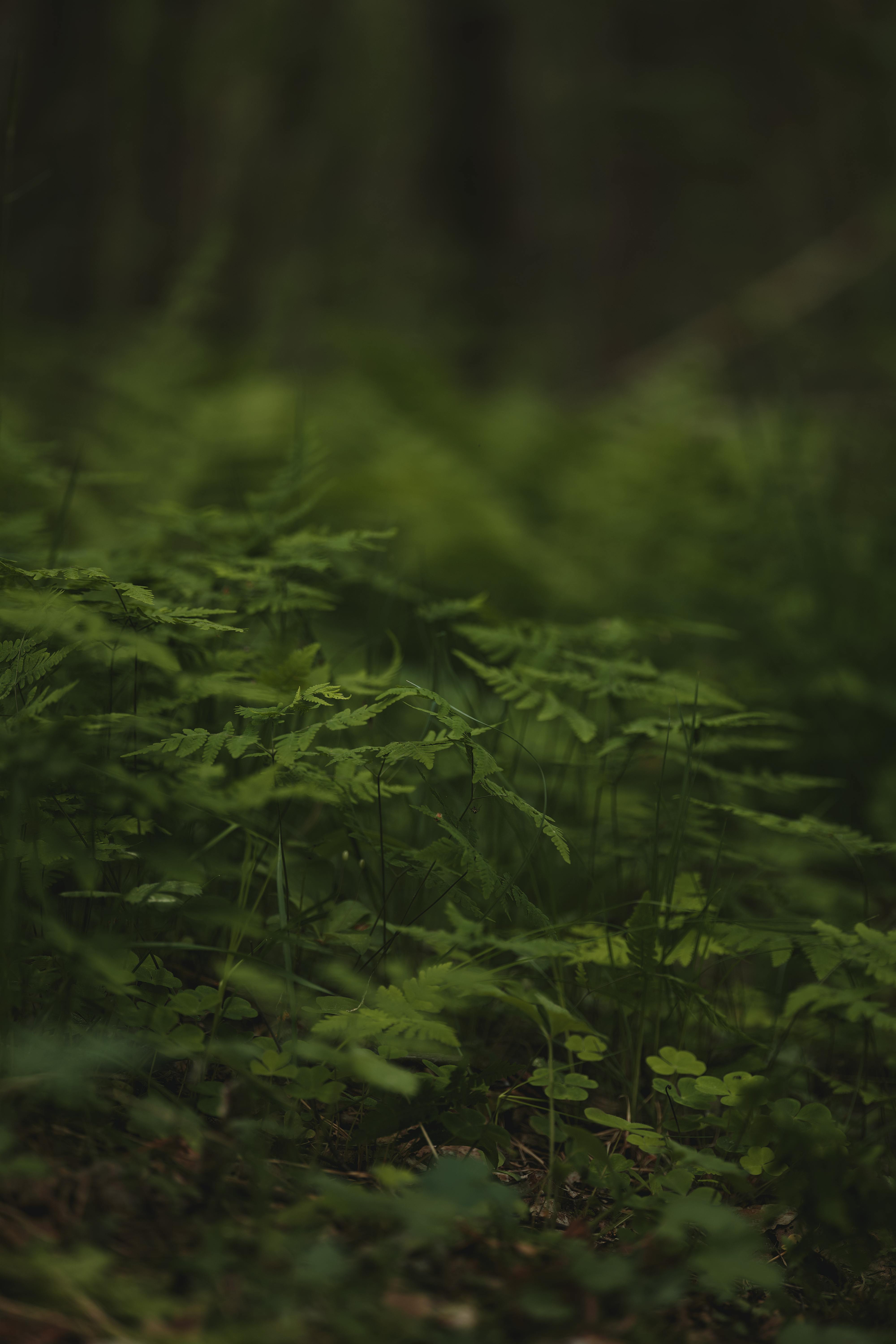 Green Plants in Forest · Free Stock Photo