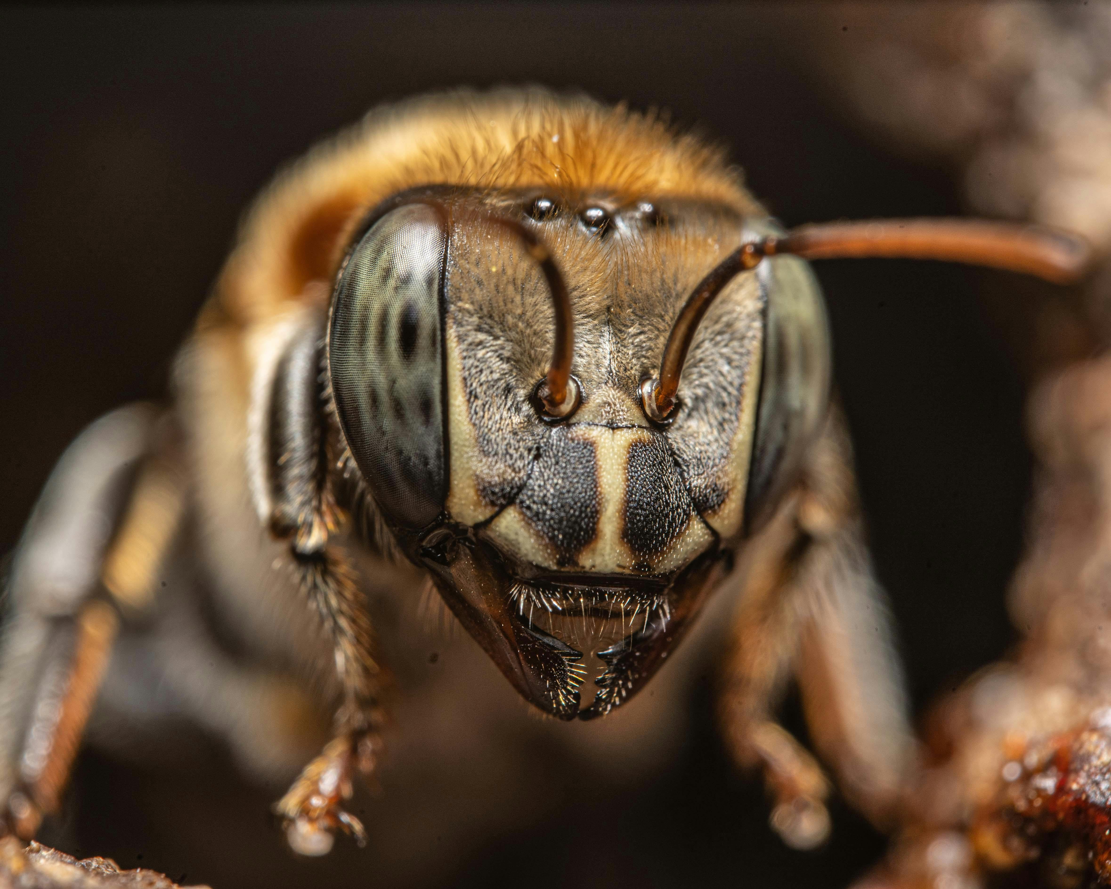 Panel Bee Photos, Download The BEST Free Panel Bee Stock Photos & HD Images