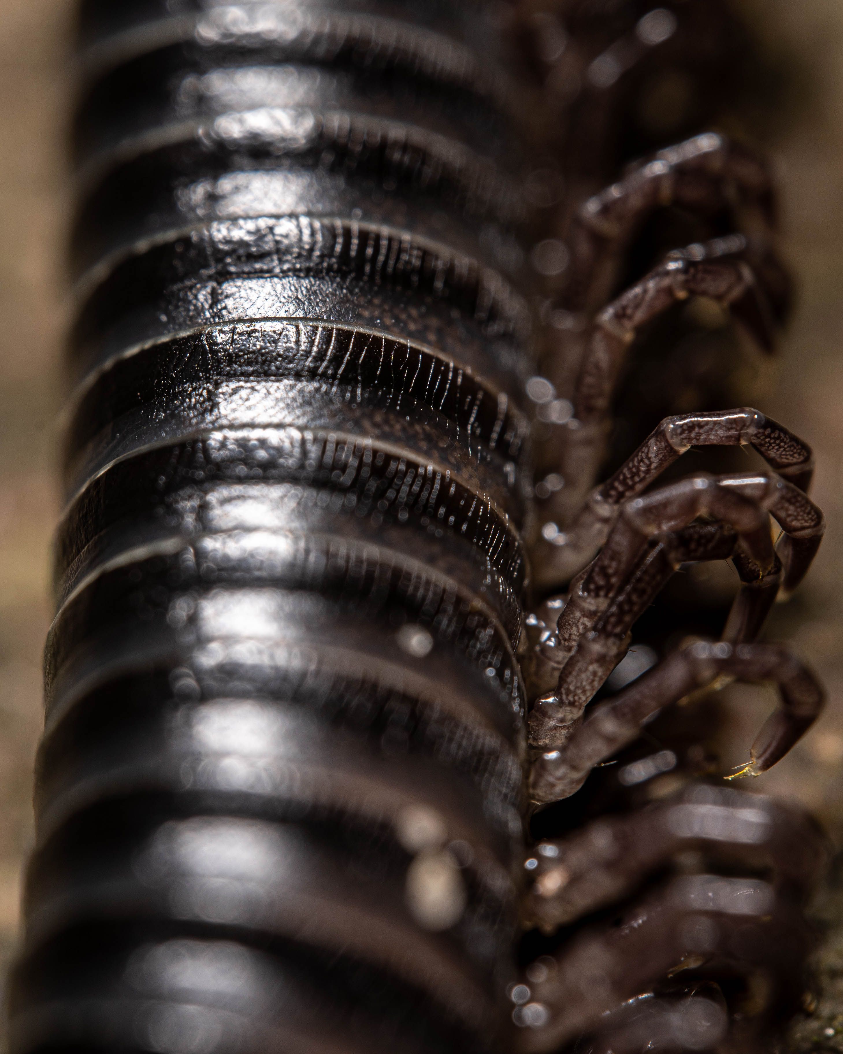 Lots Of Legs Of Millipede Photos, Download The BEST Free Lots Of Legs ...