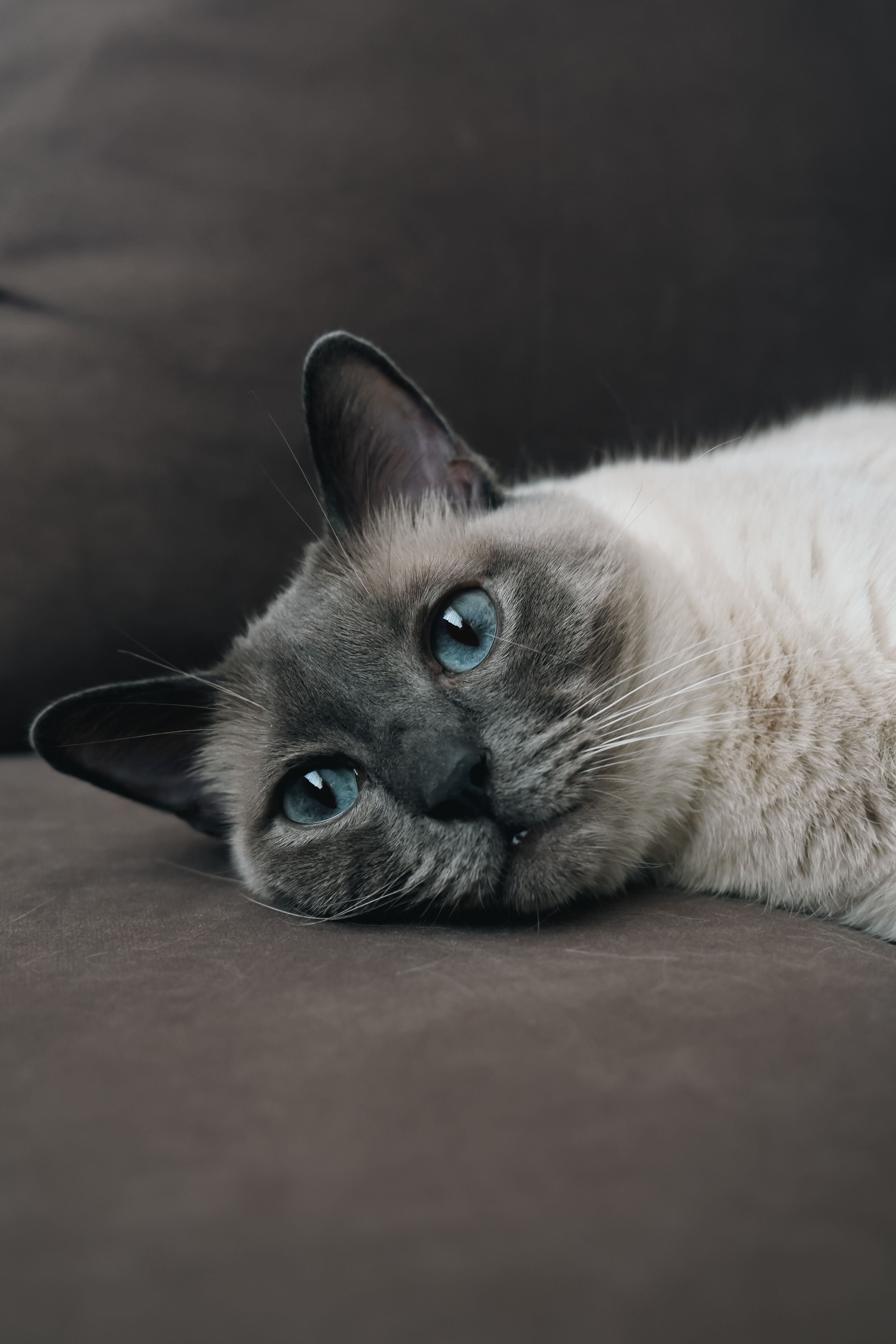 Siam Cat Wallpaper Photos, Download The BEST Free Siam Cat Wallpaper ...