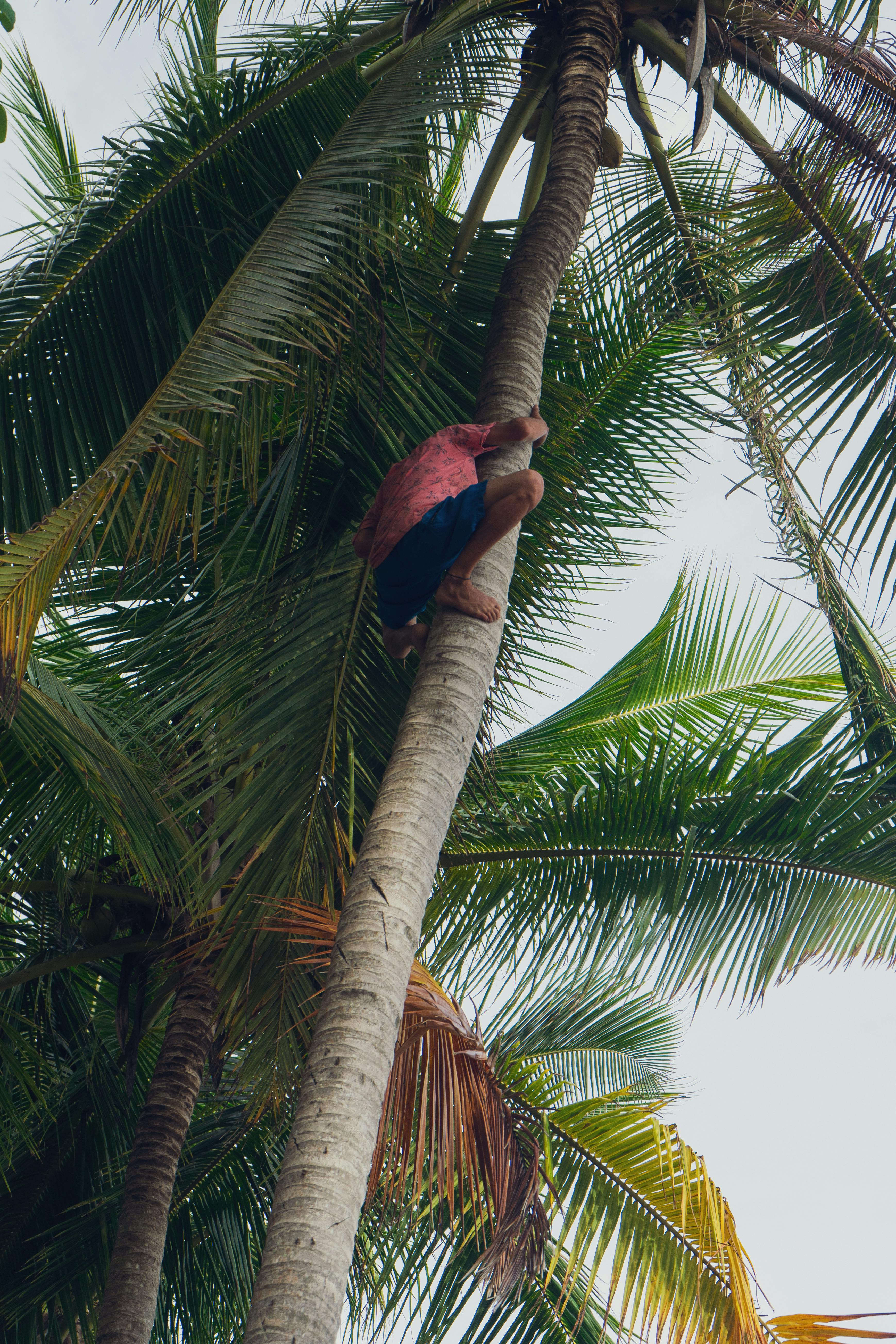 Man Climbing Palm Tree Trunk · Free Stock Photo