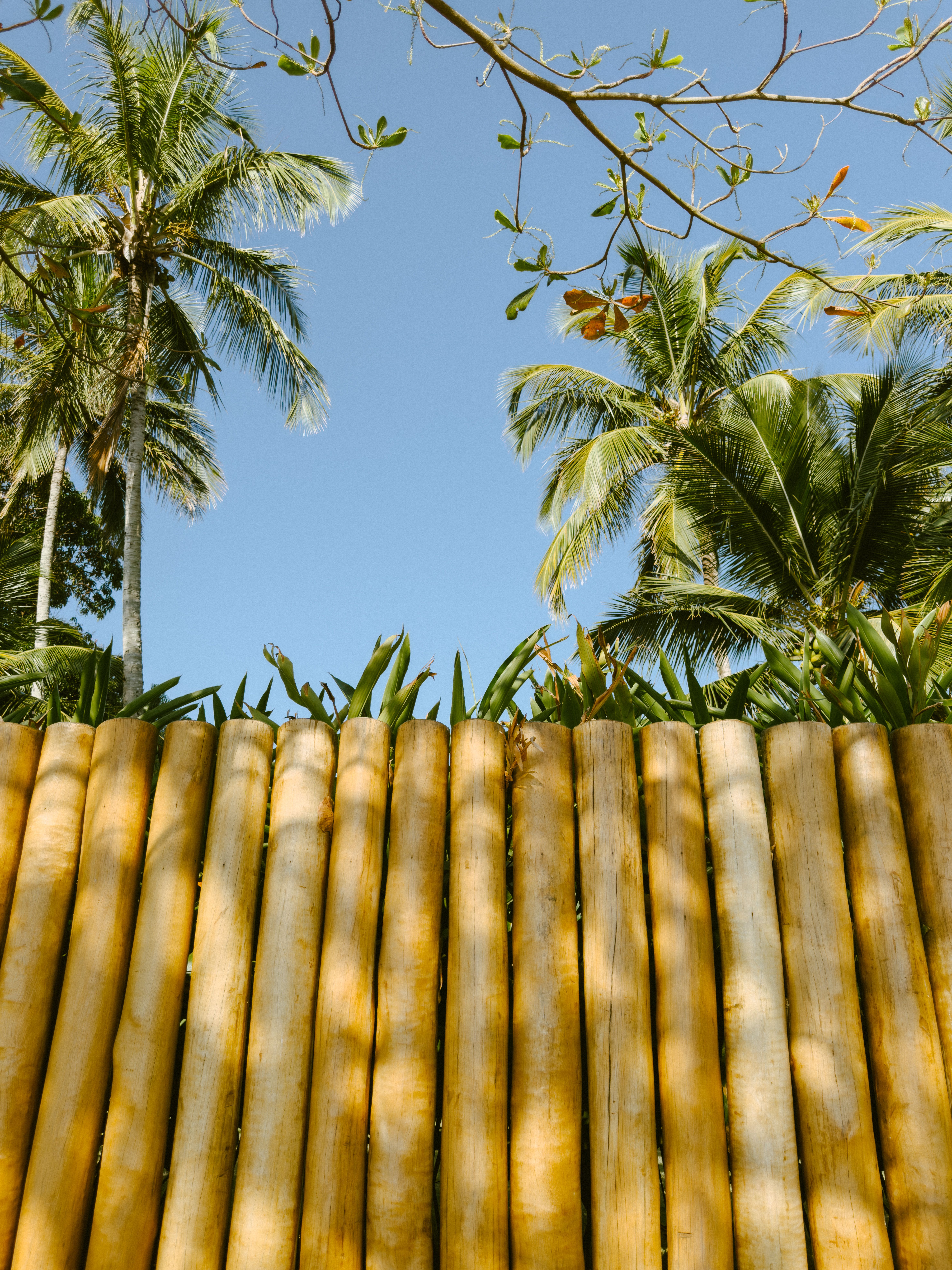Bamboo Fence against Blue Sky in Tropical Landscape · Free Stock Photo