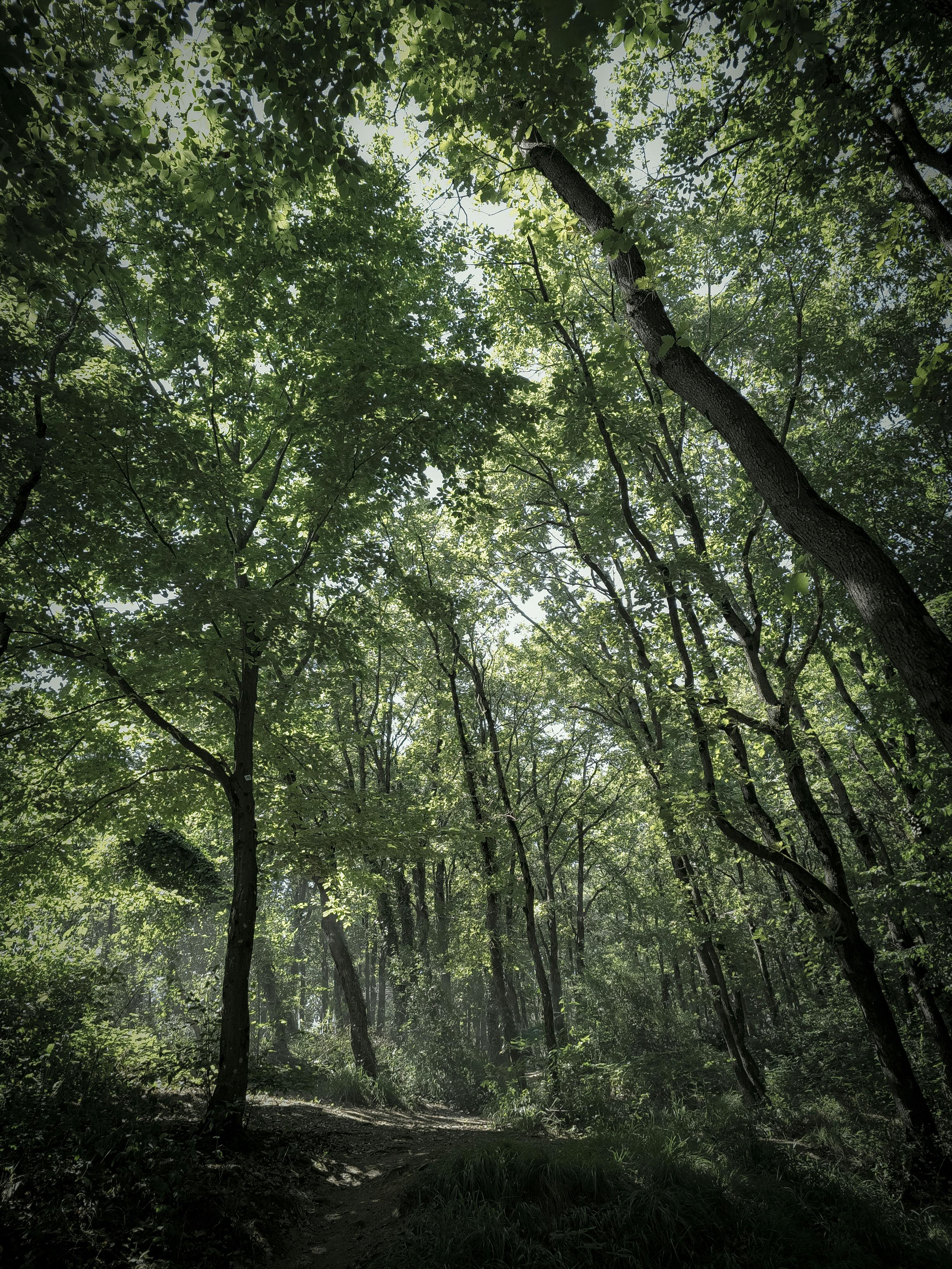Trees in Jungle · Free Stock Photo