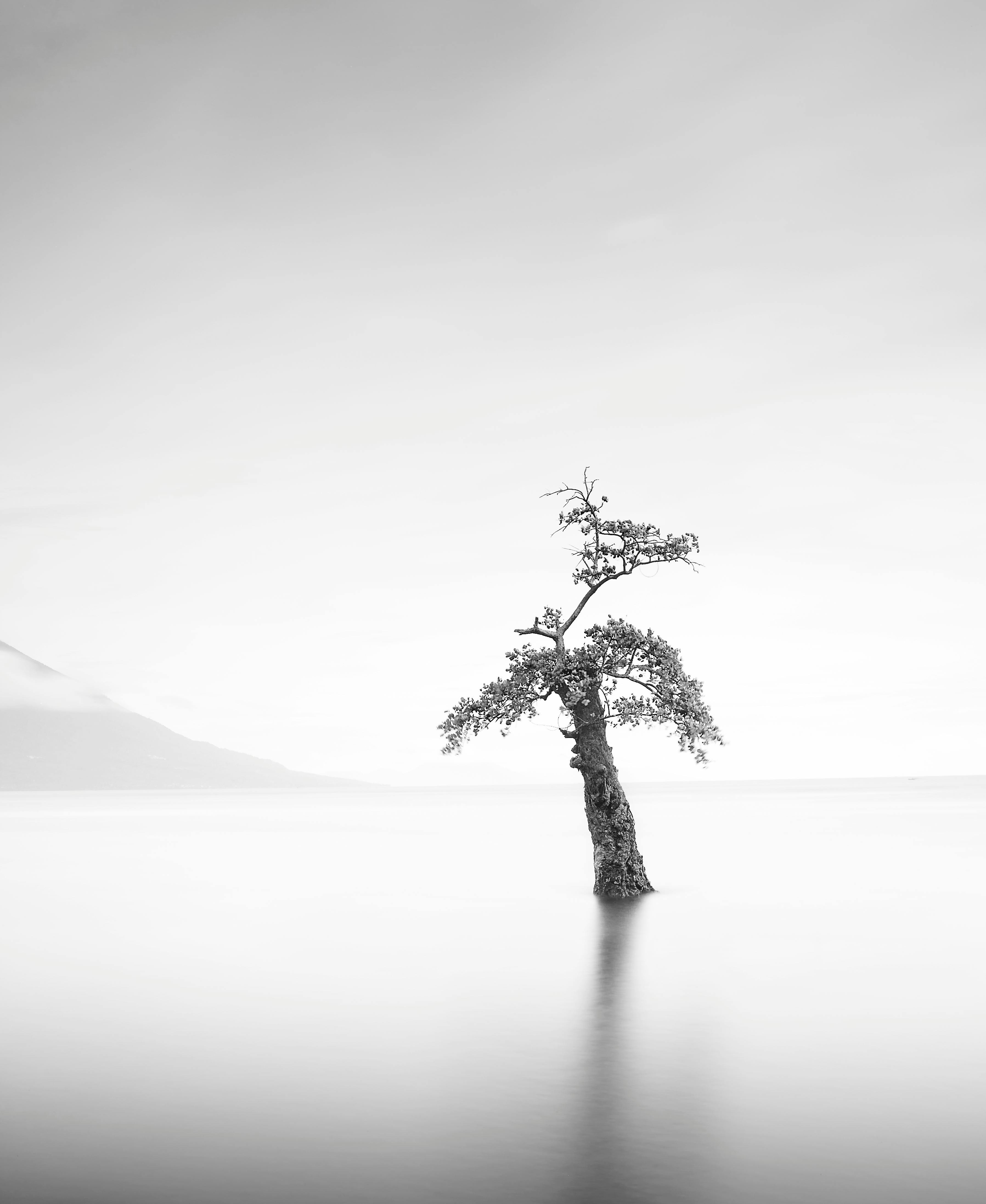 Grayscale of Tree Illustration · Free Stock Photo