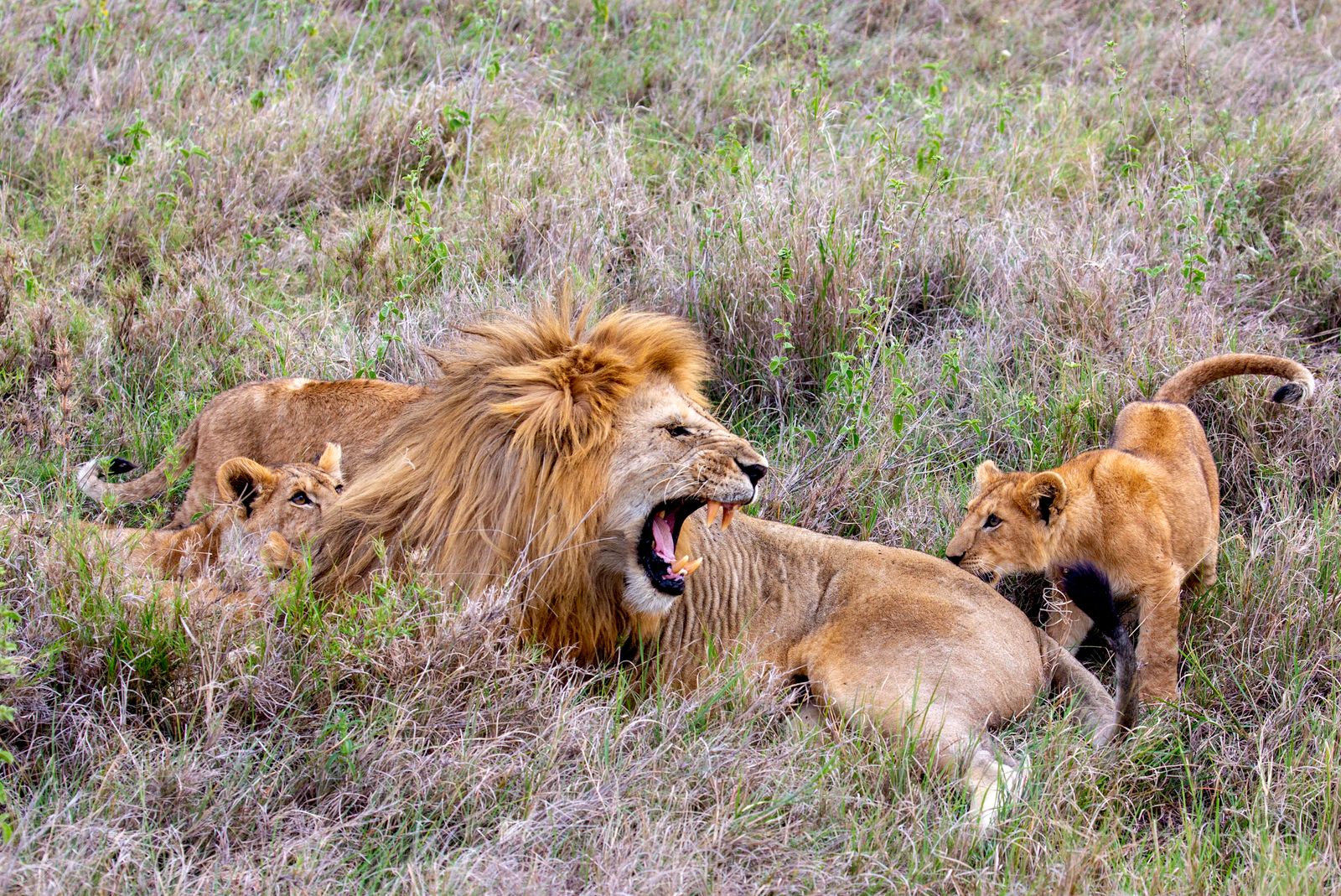 Roaring Lion Photos, Download The BEST Free Roaring Lion Stock Photos ...