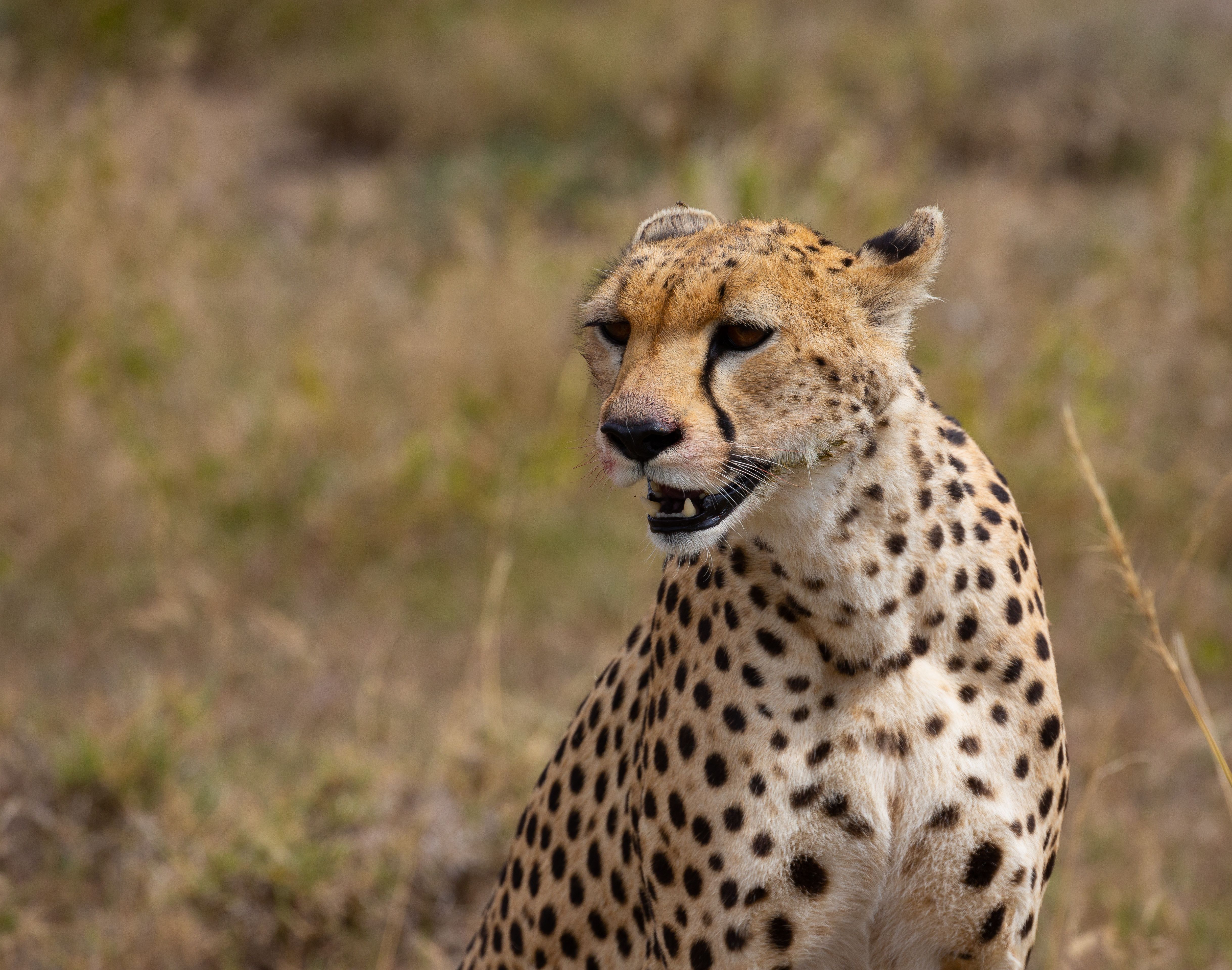 Close up of Cheetah · Free Stock Photo