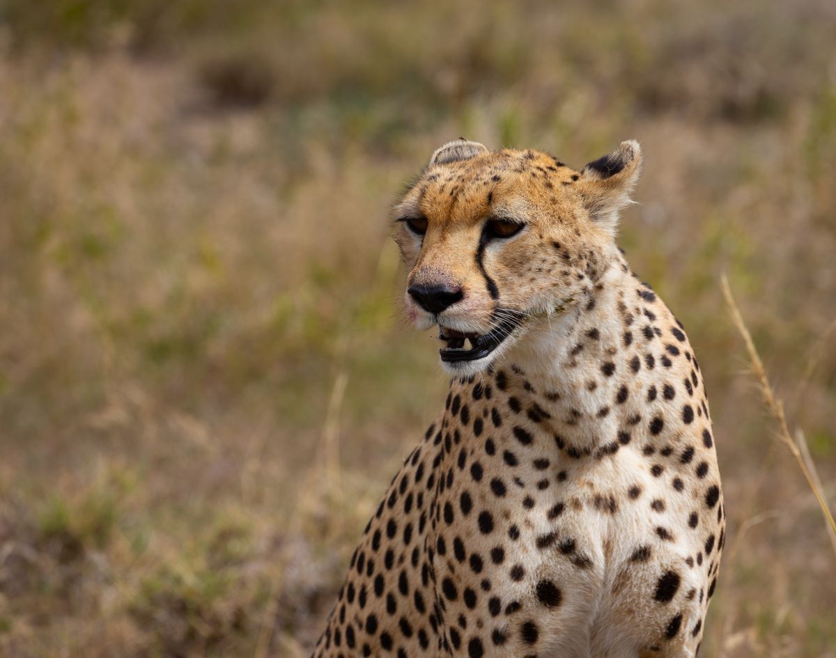Cheetah Wallpaper Photos, Download The BEST Free Cheetah Wallpaper ...