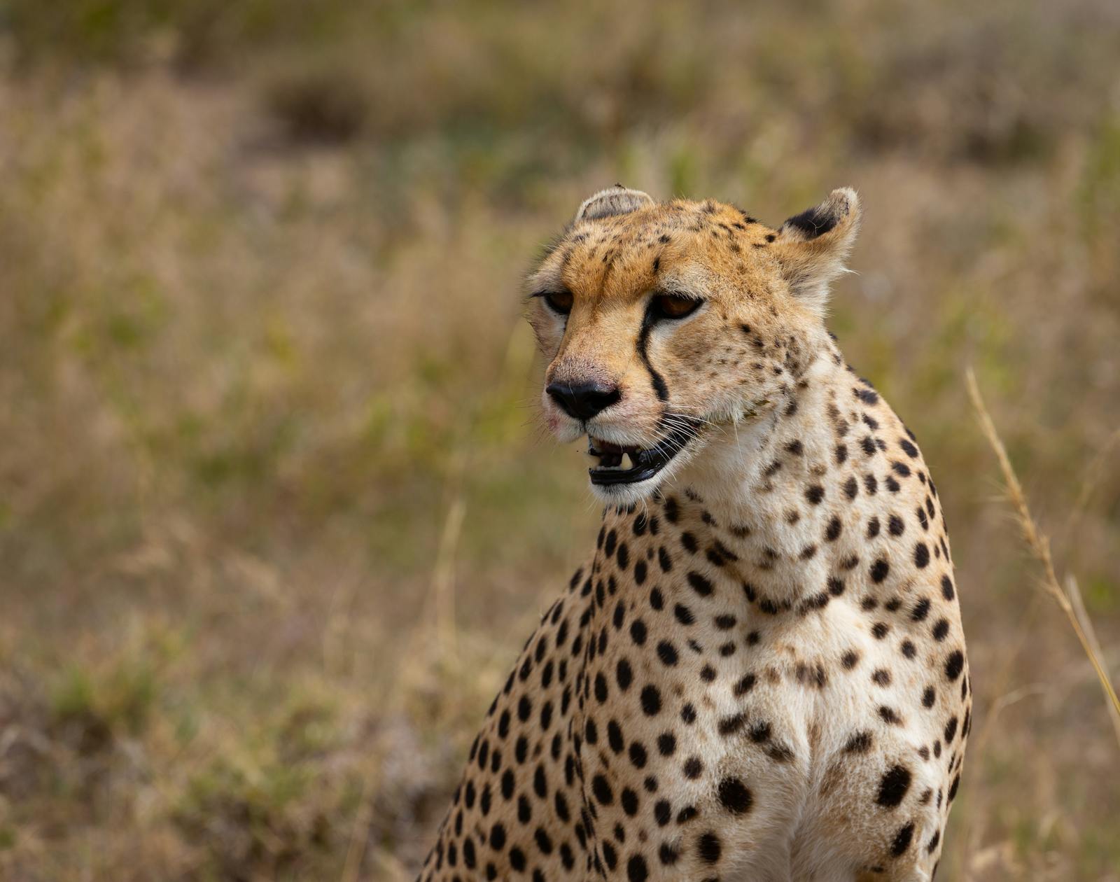 Cheetah Wallpaper Photos, Download The BEST Free Cheetah Wallpaper ...