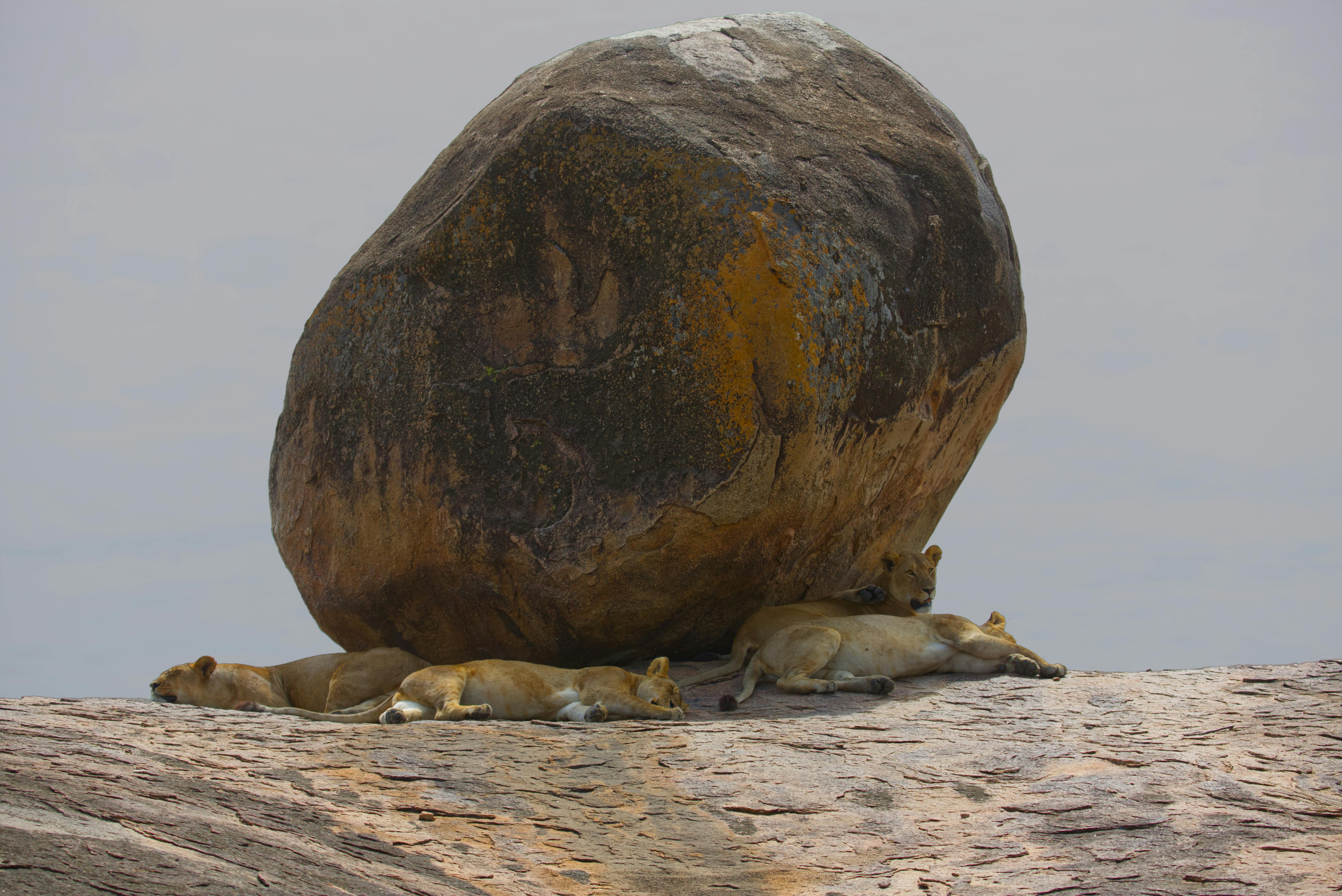 Lions Rock Photos, Download The BEST Free Lions Rock Stock Photos & HD ...