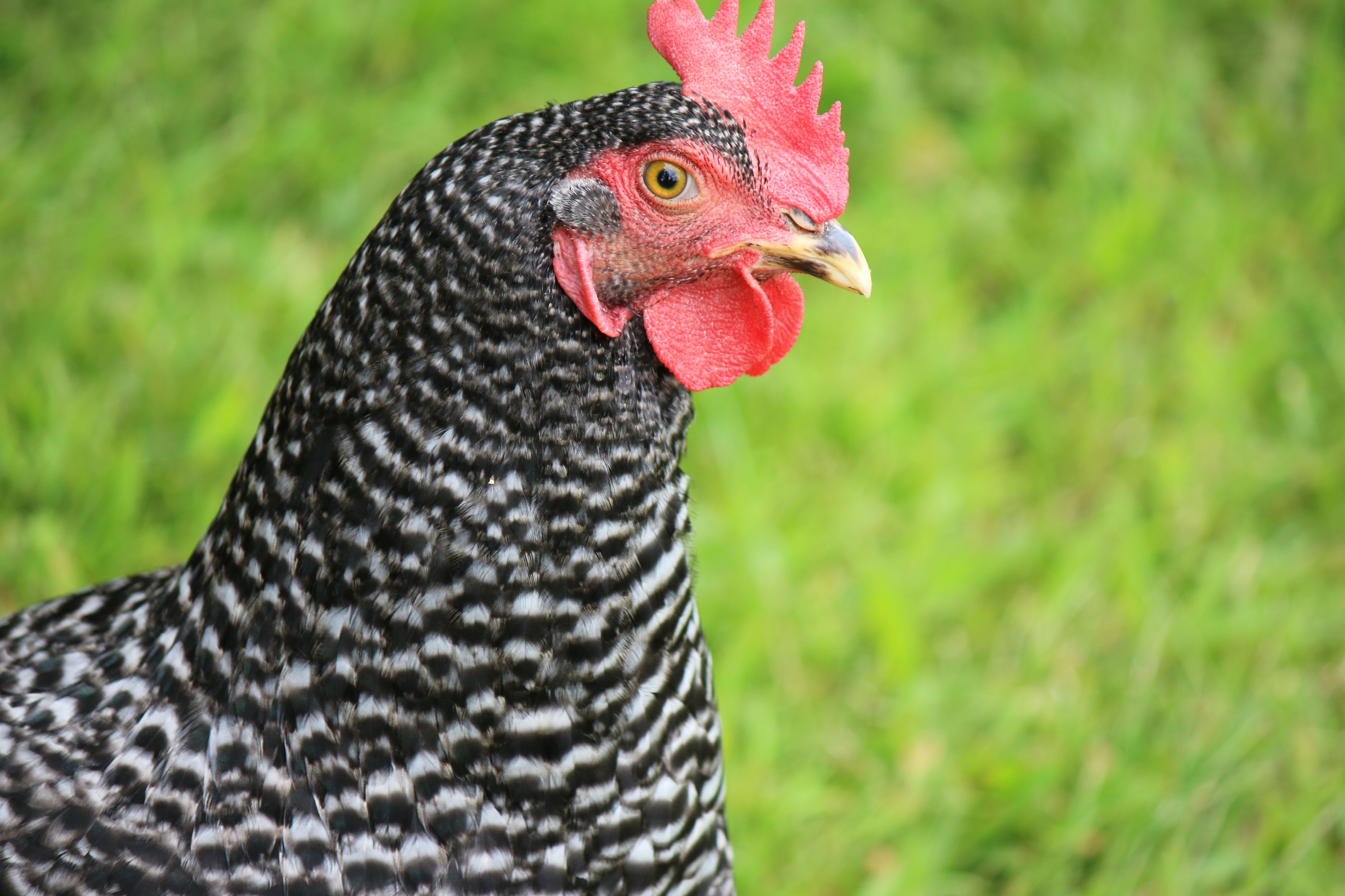 Photo gratuite de fermer, fond d'écran, oiseau, photographie animalière ...