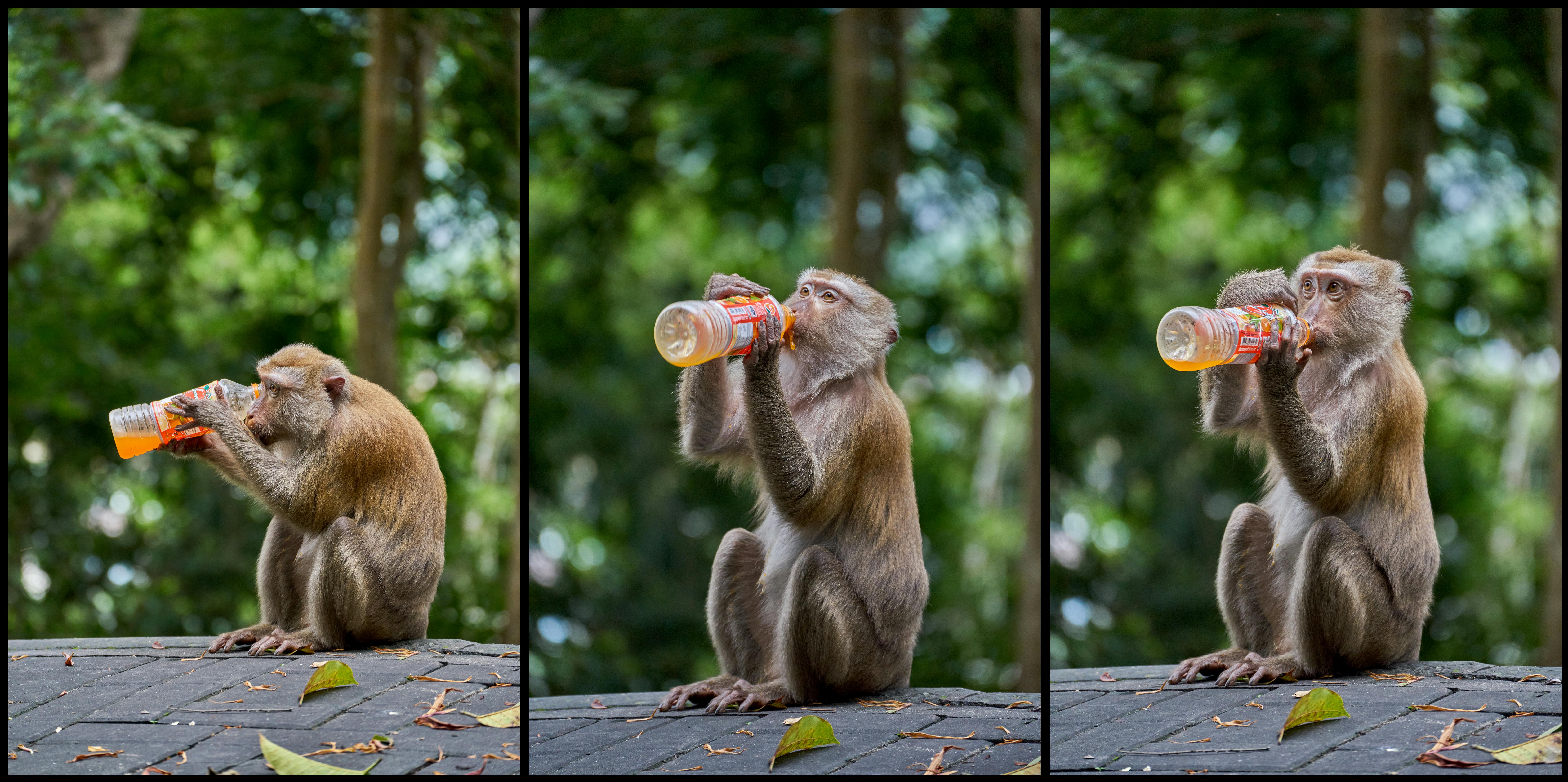 Andre Mouton - 摄影