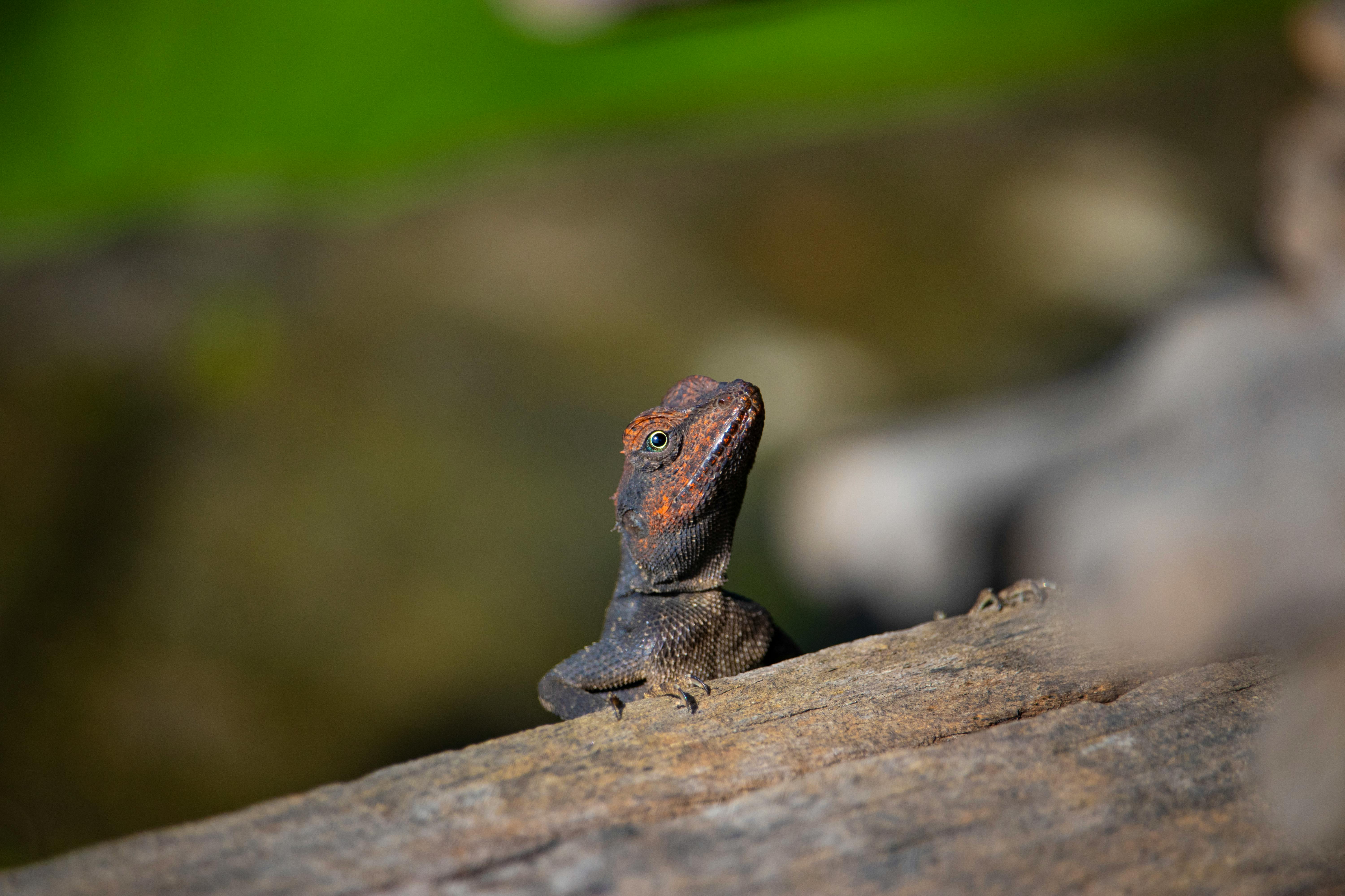 Close Up Photography of a Tegu Lizard in Grayscale · Free Stock Photo
