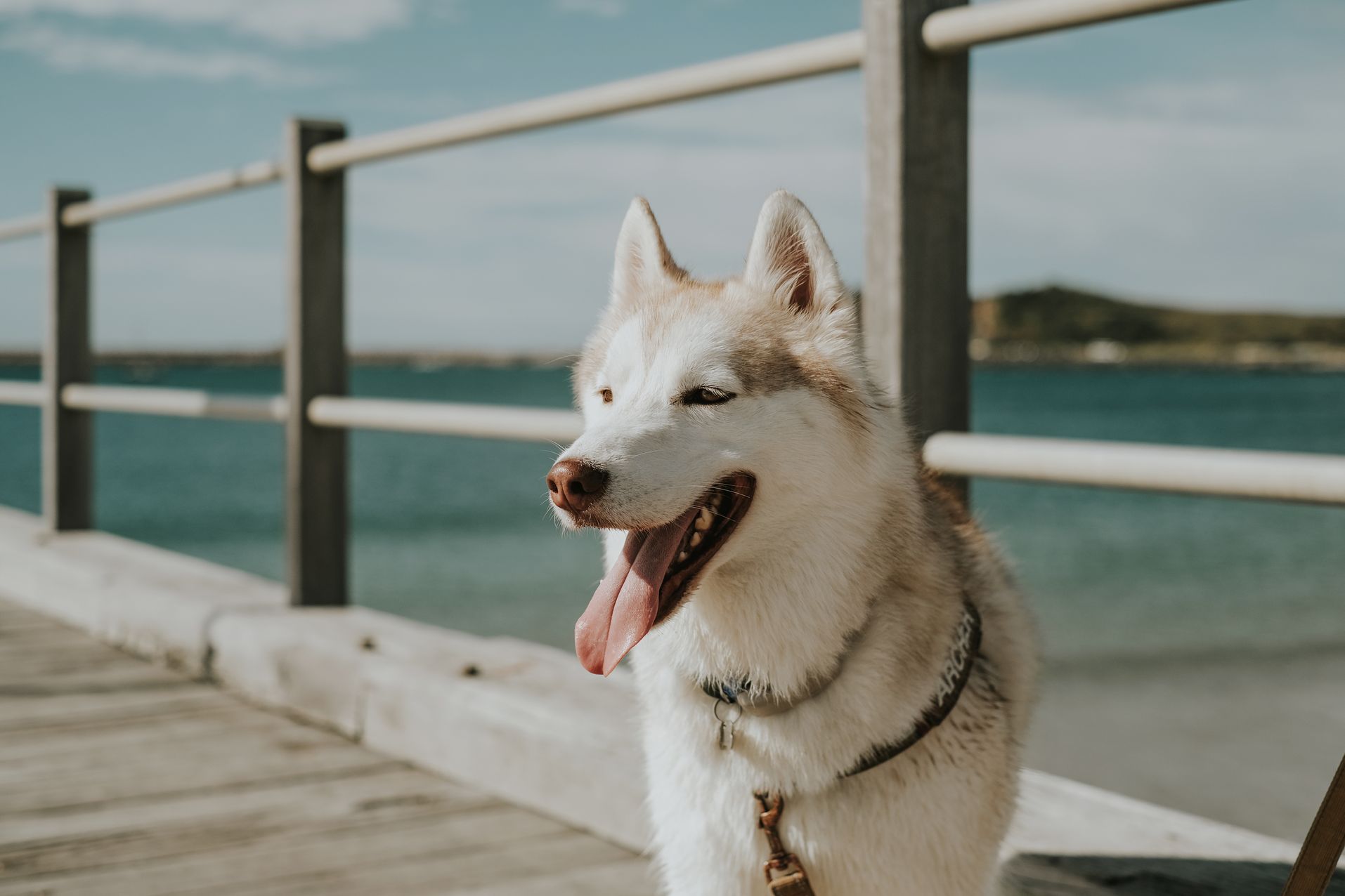 Husky and Poodle Mix: Traits, Care, and What to Expect