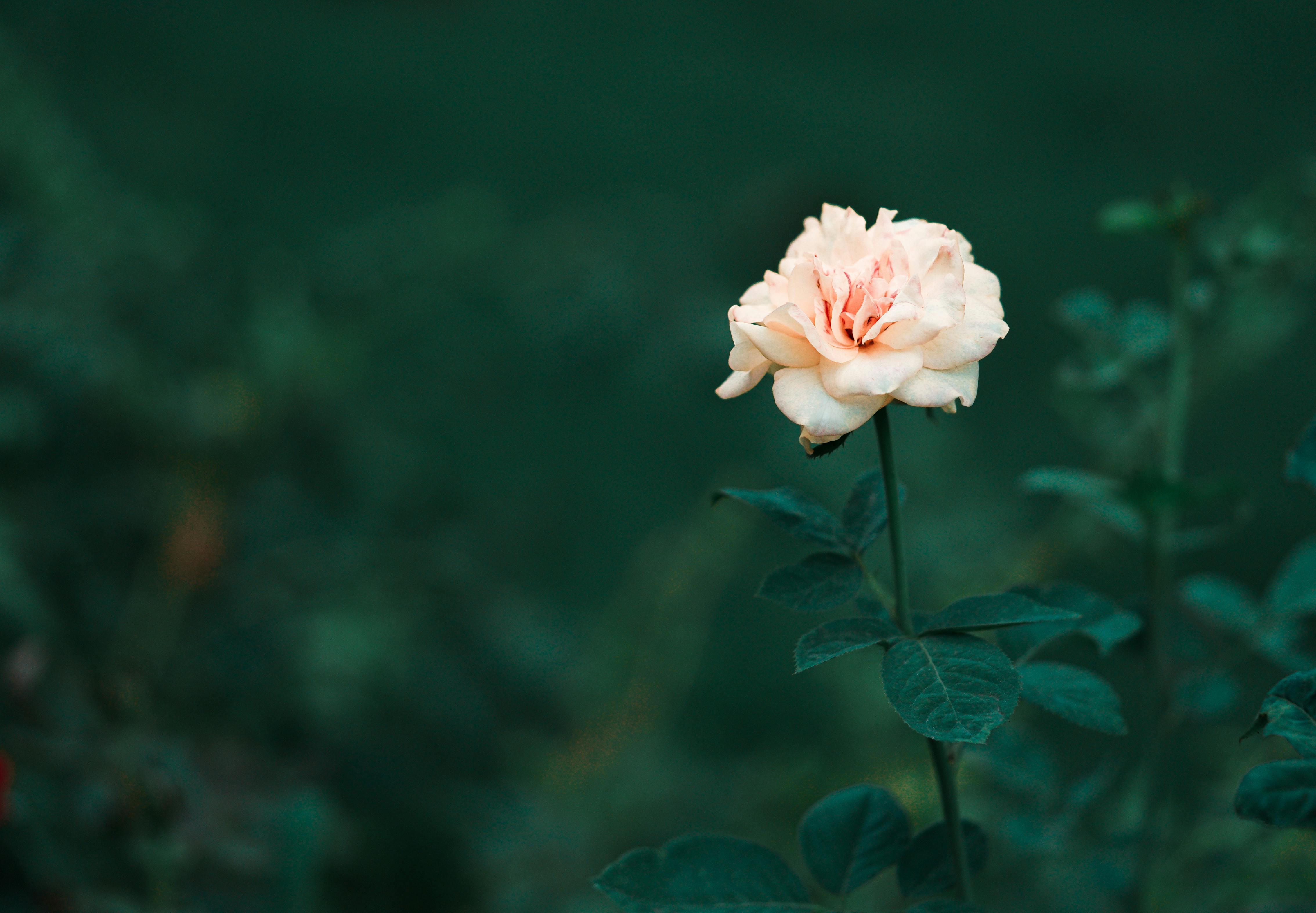 Pink Rose in a Forest · Free Stock Photo