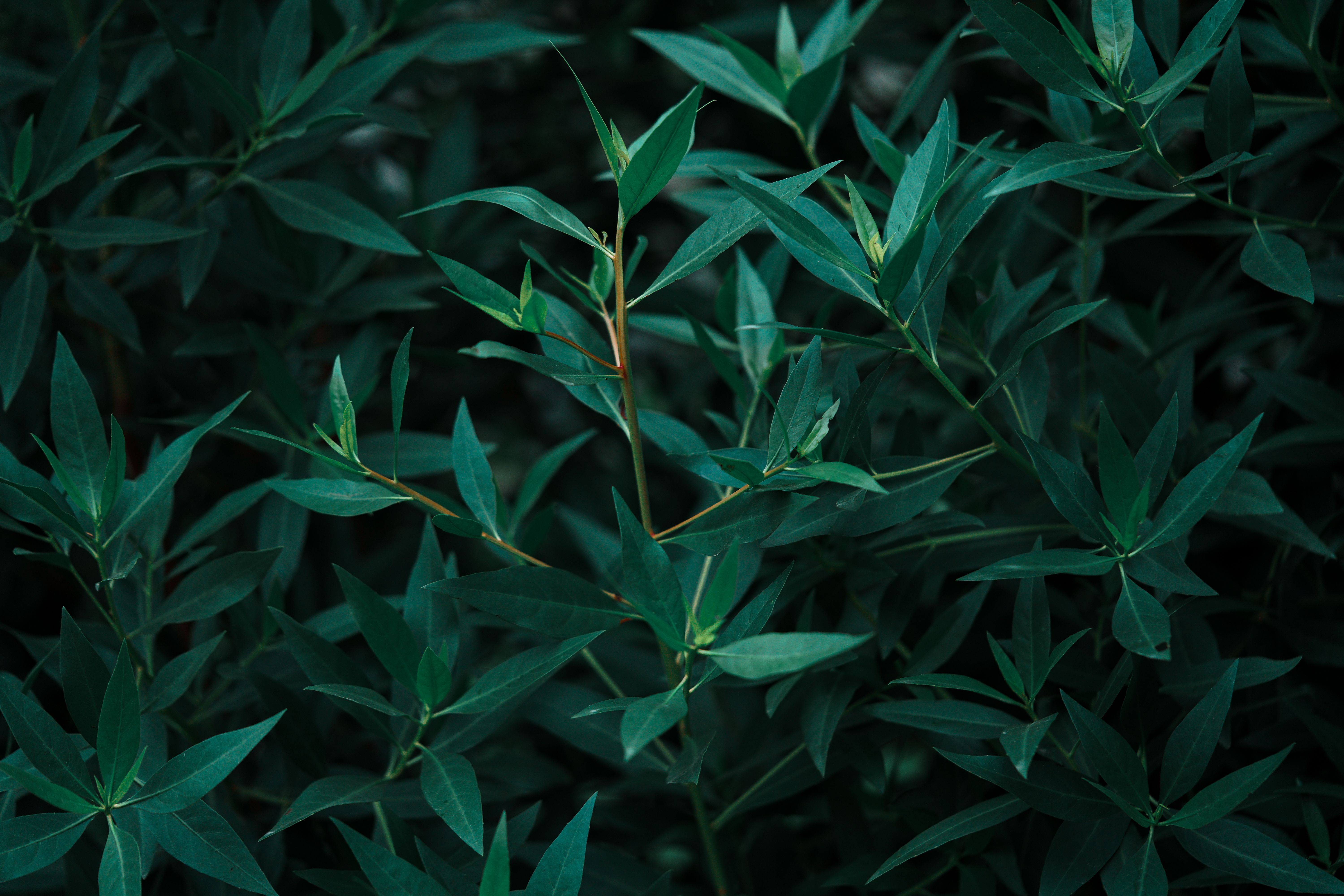 Foto stok gratis tentang daun daun, flora, hijau, kilang, merapatkan ...