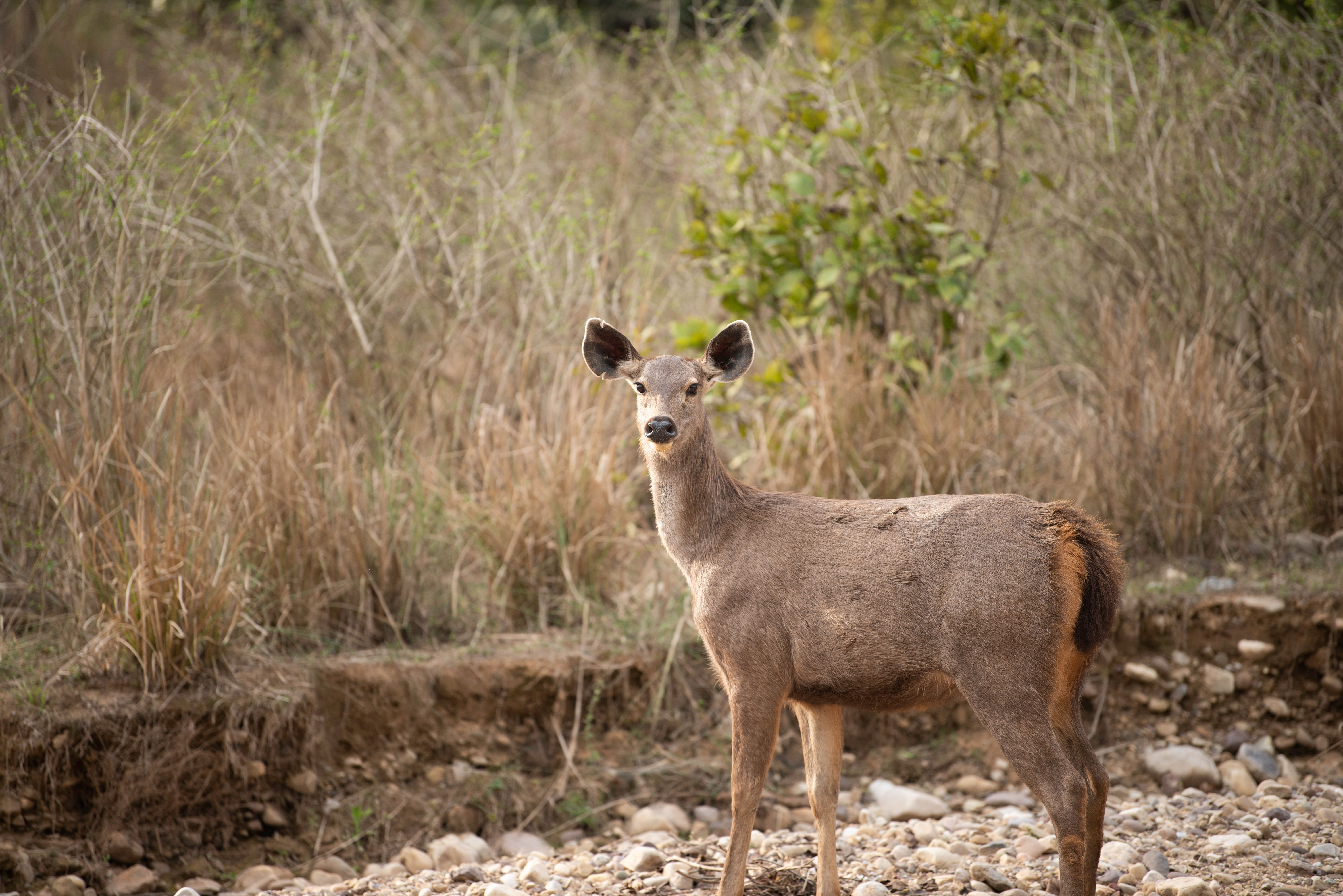 Doe walking near path in forest · Free Stock Photo