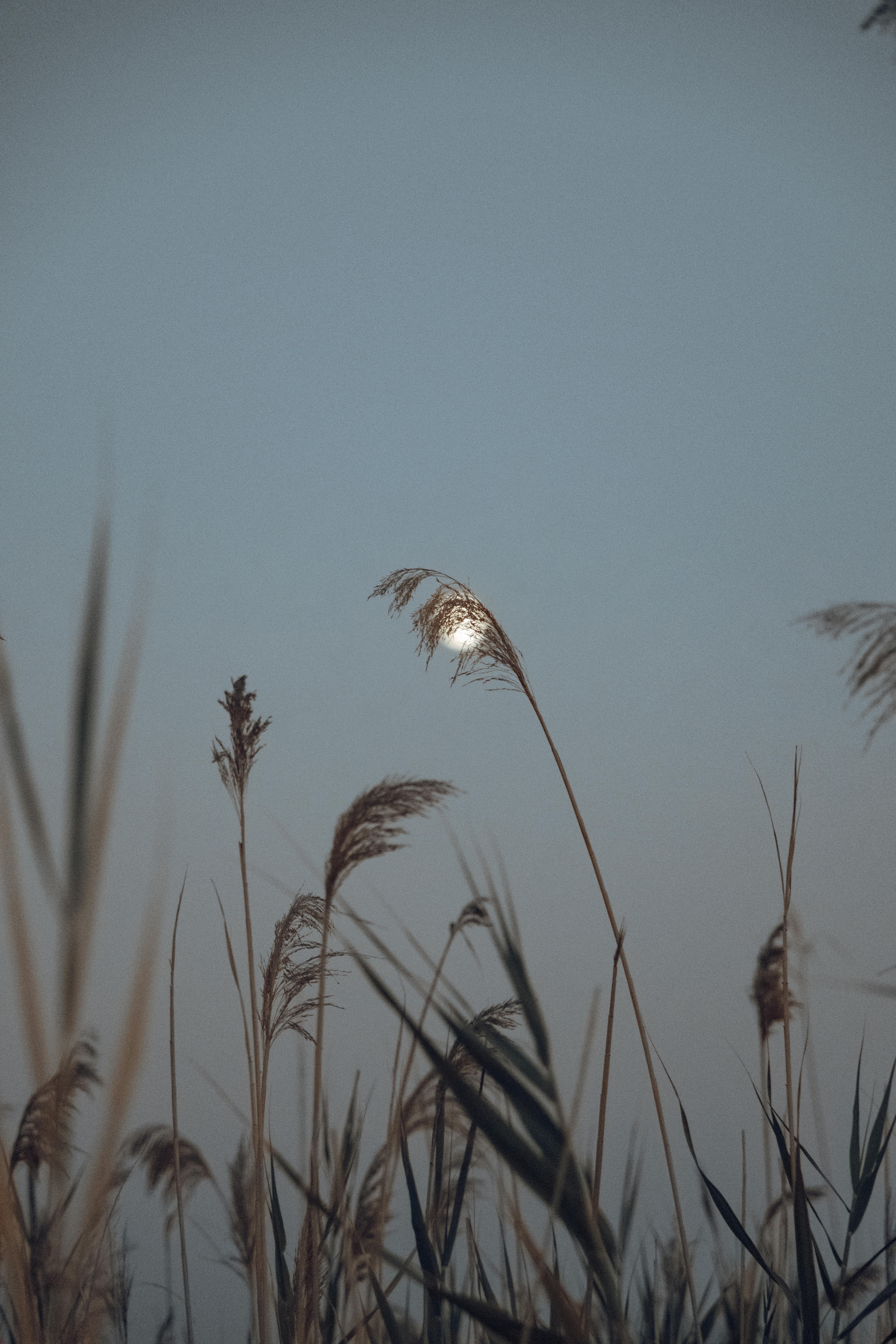 Reed Moon Photos, Download The BEST Free Reed Moon Stock Photos & HD Images