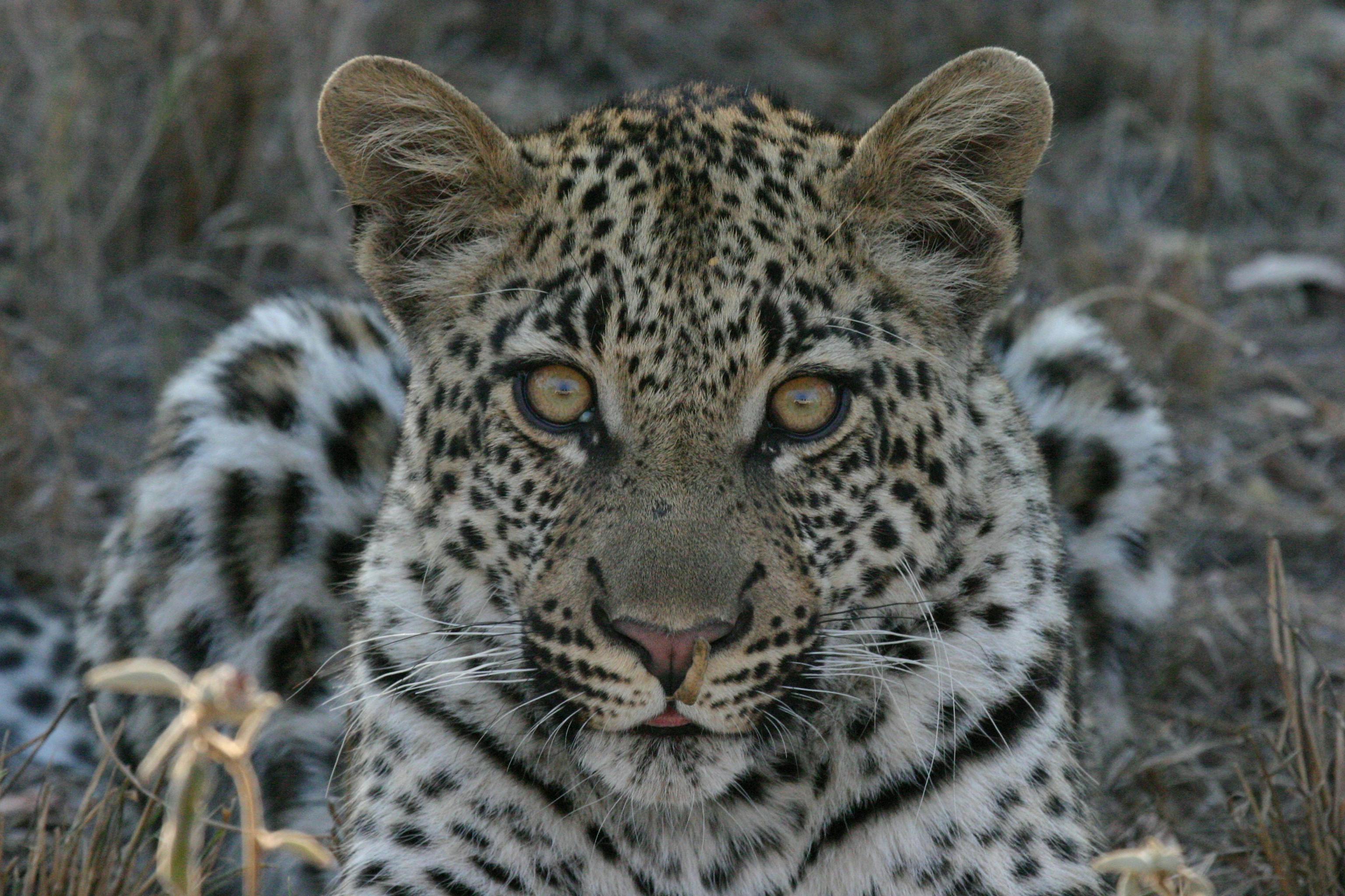 Close-up of a Leopard · Free Stock Photo