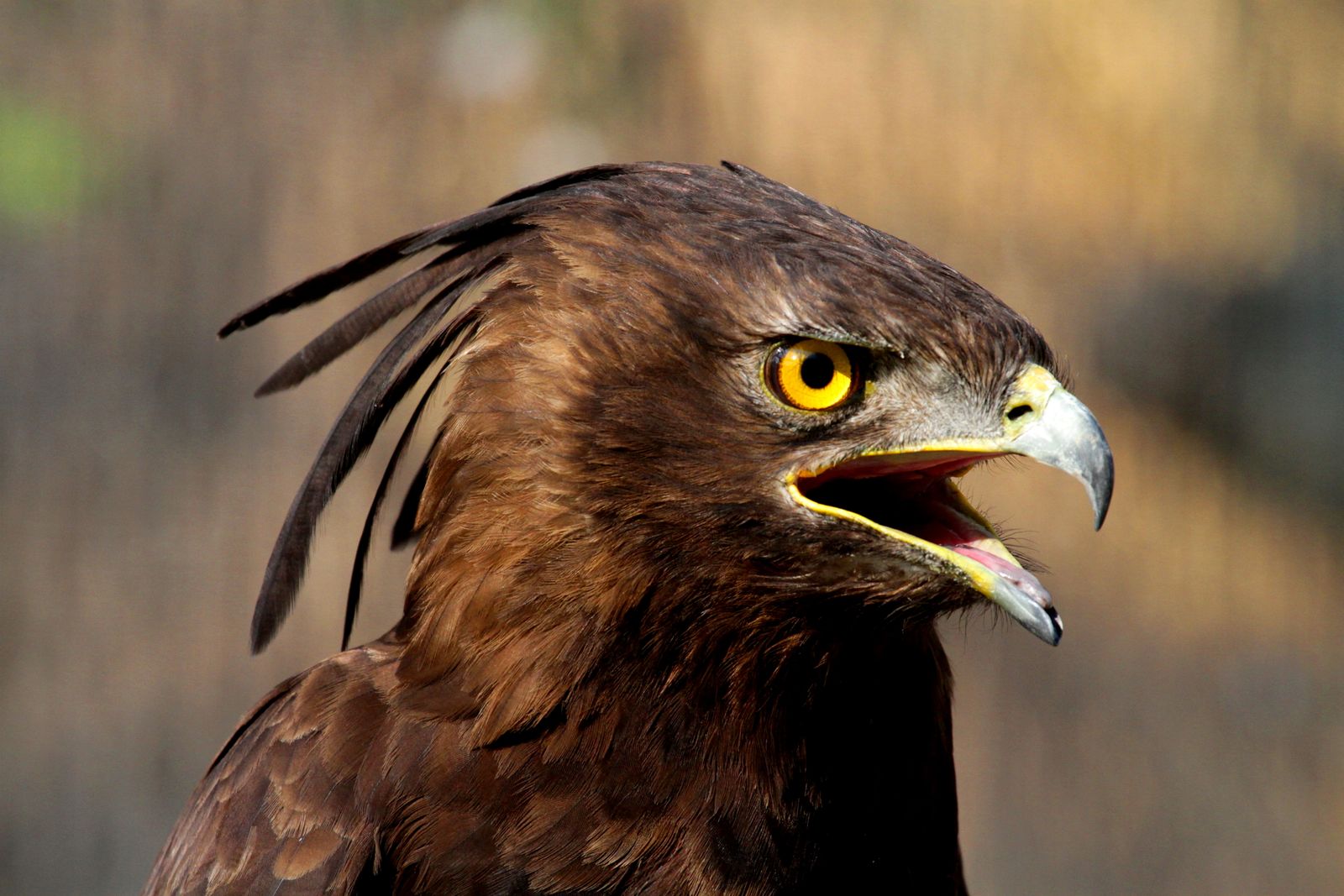Eagle Head Photos, Download The BEST Free Eagle Head Stock Photos & HD ...