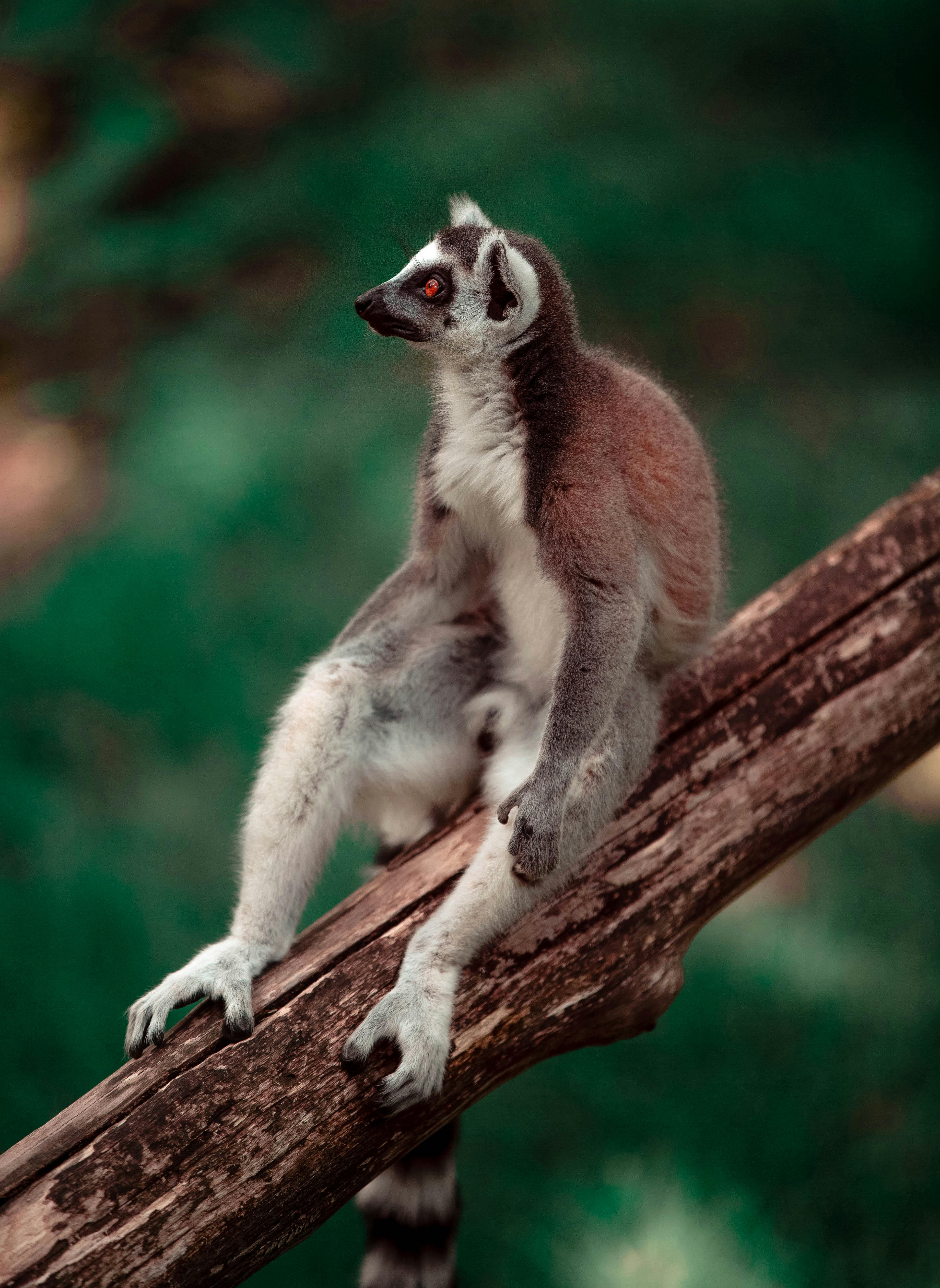 A Lemur Sitting on the Tree Branch · Free Stock Photo