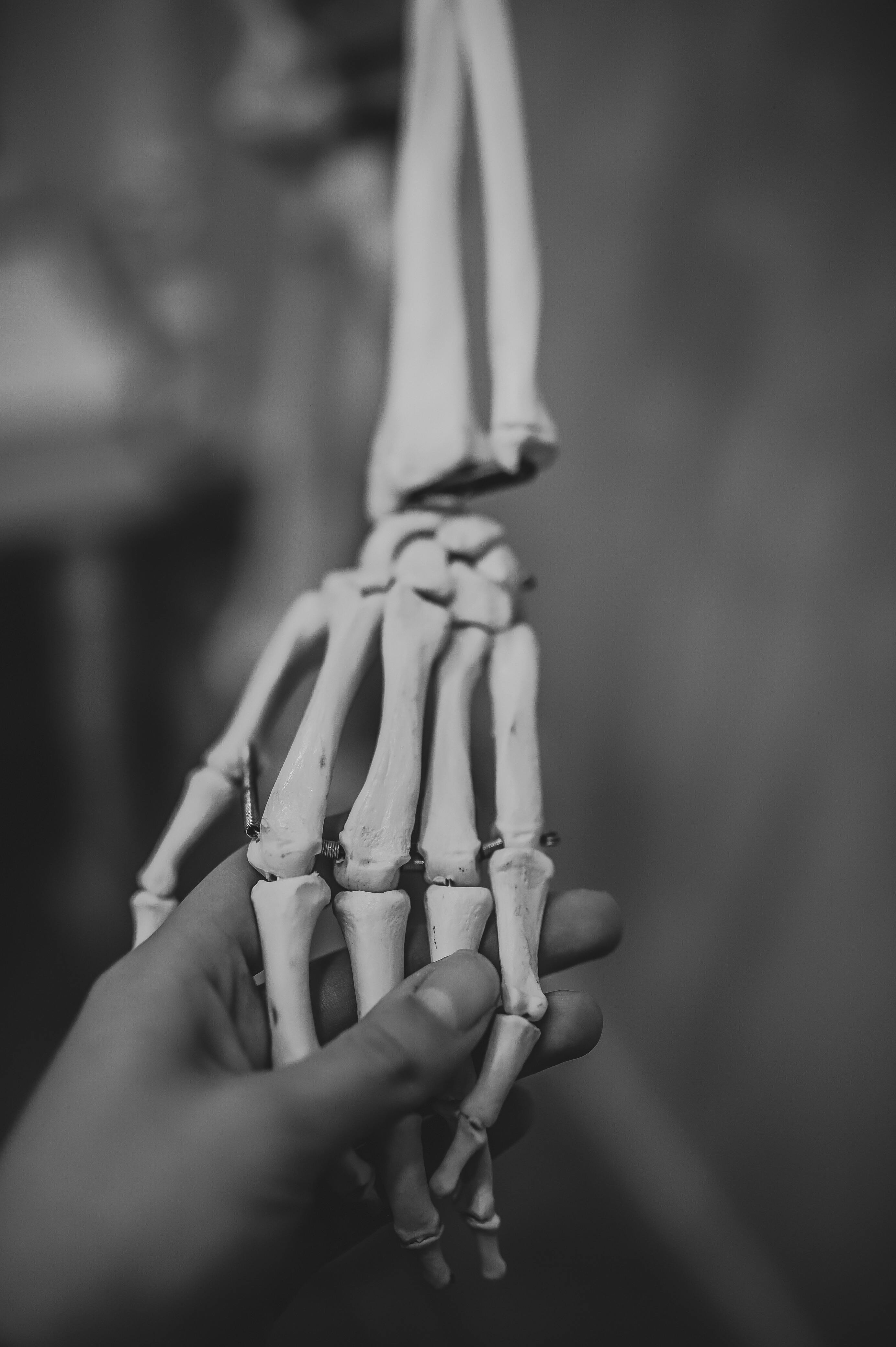 Close-up of a Person Holding Hand of a Skeleton · Free Stock Photo